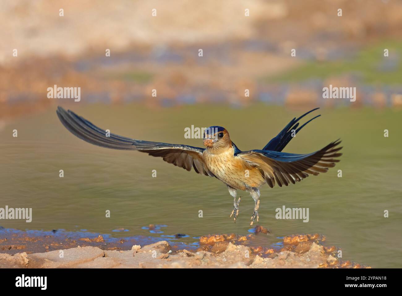 red-rumped swallow, European red-rumped swallow (Hirundo daurica ...