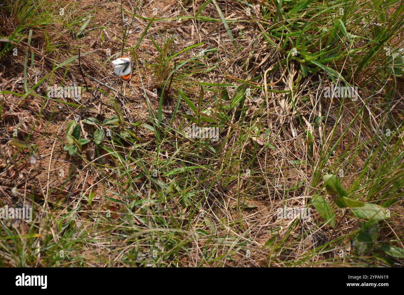 Round-winged Orange Tip (Colotis euippe Stock Photo - Alamy