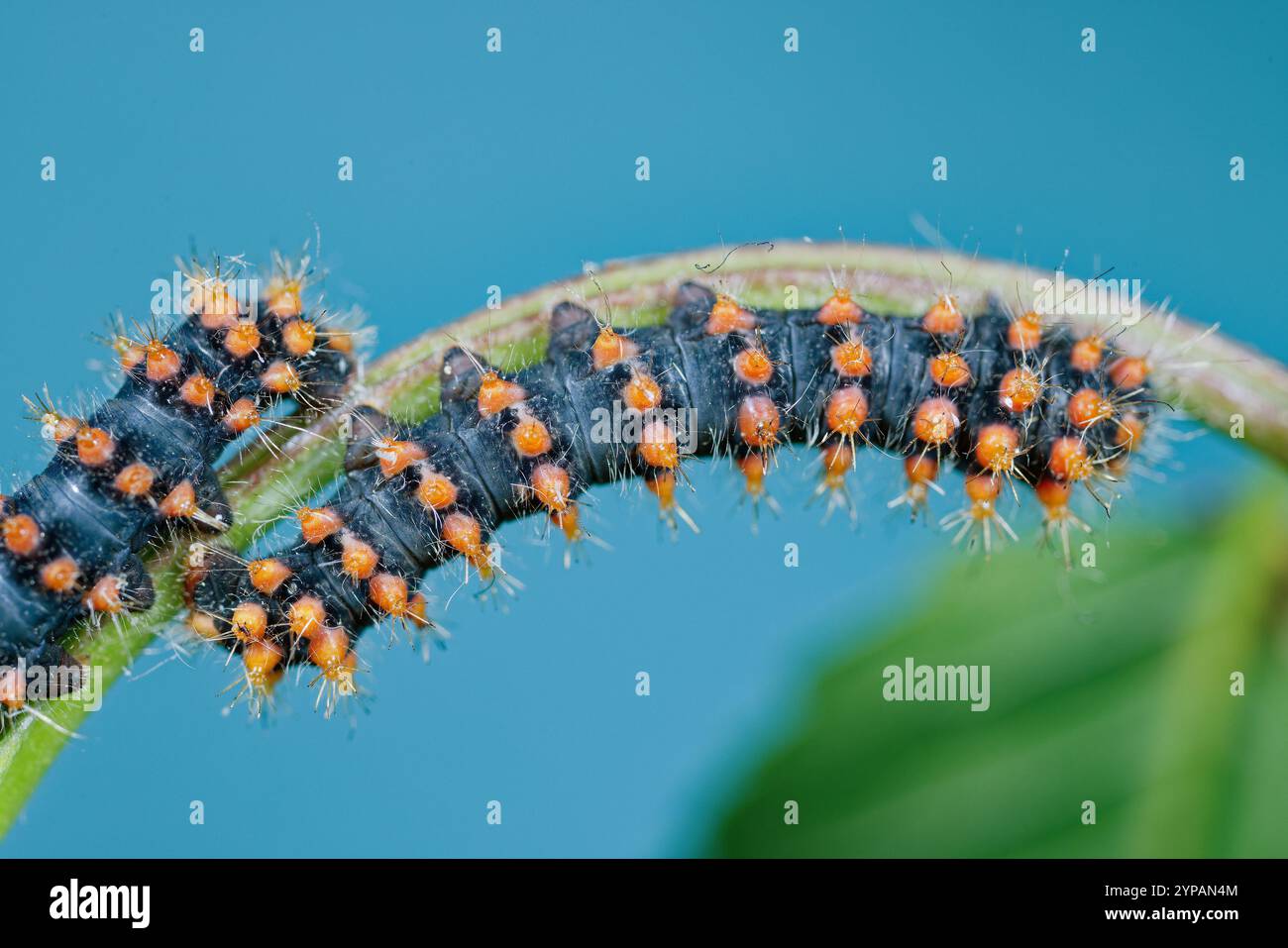 Large Emperor Moth, Giant Peacock Moth, Great Peacock Moth, Giant ...