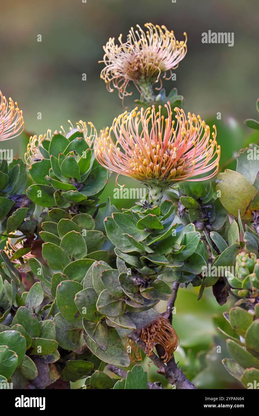 Nodding pincushion, Pincushion protea (Leucospermum cordifolium ...