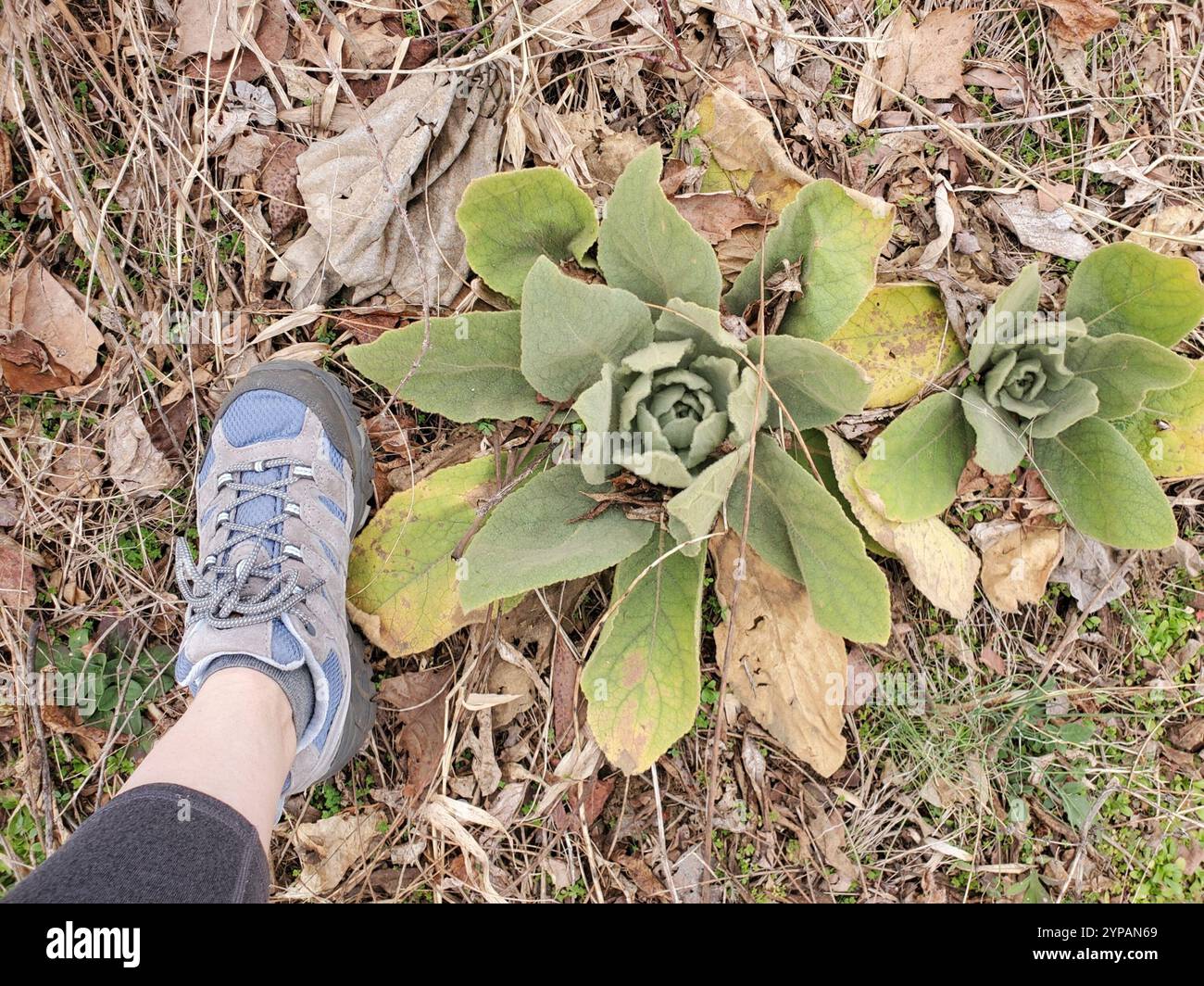 great mullein (Verbascum thapsus Stock Photo - Alamy