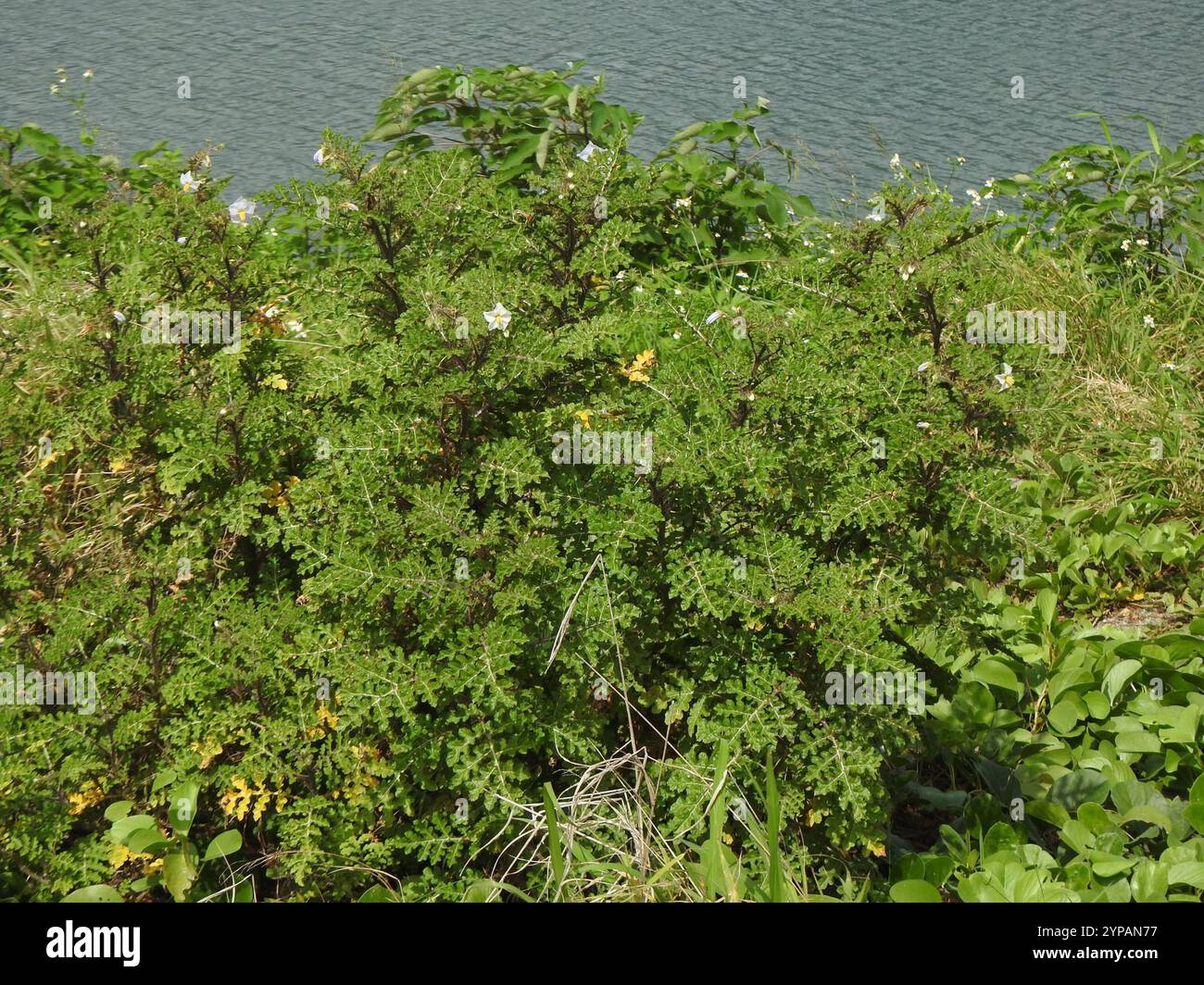 Red Buffalo-bur (Solanum sisymbriifolium Stock Photo - Alamy