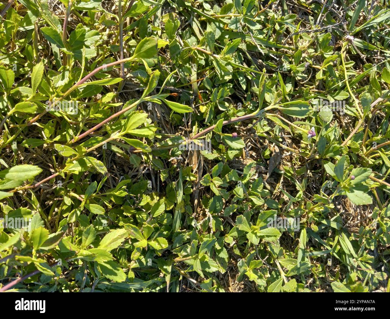 turkey tangle frogfruit (Phyla nodiflora Stock Photo - Alamy