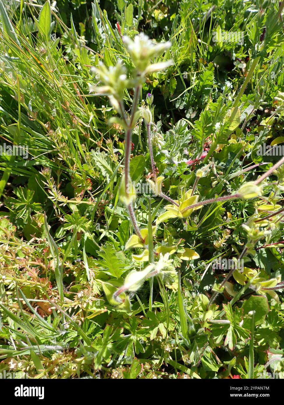 Sticky mouse-ear chickweed (Cerastium glomeratum Stock Photo - Alamy