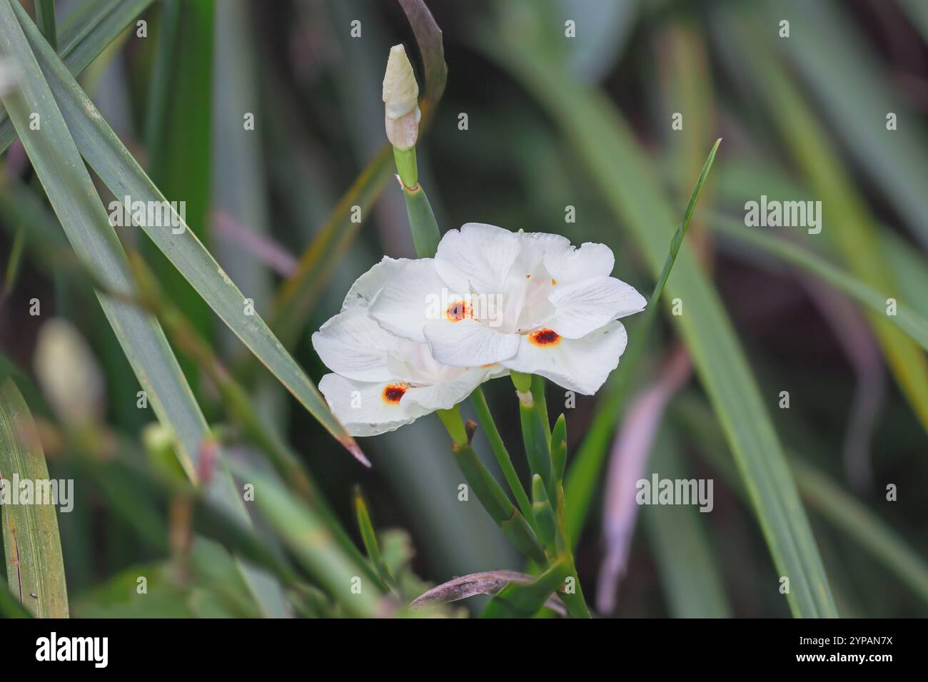 Butterfly Iris, African iris, Fortnight lily (Dietes bicolor), flowers ...