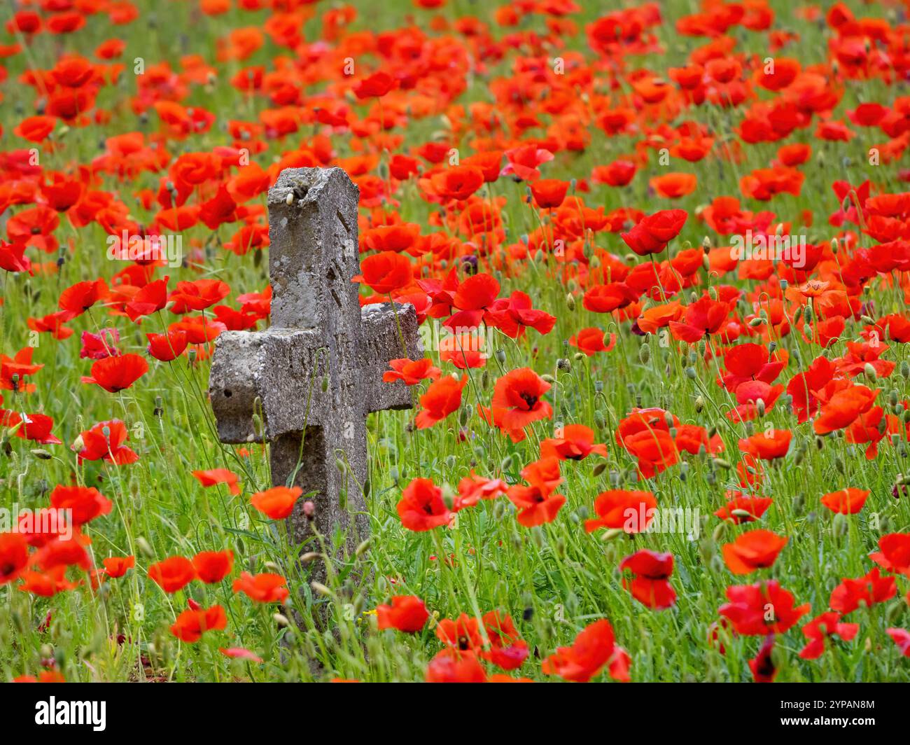 Common poppy, Corn poppy, Red poppy (Papaver rhoeas), old grave cross ...