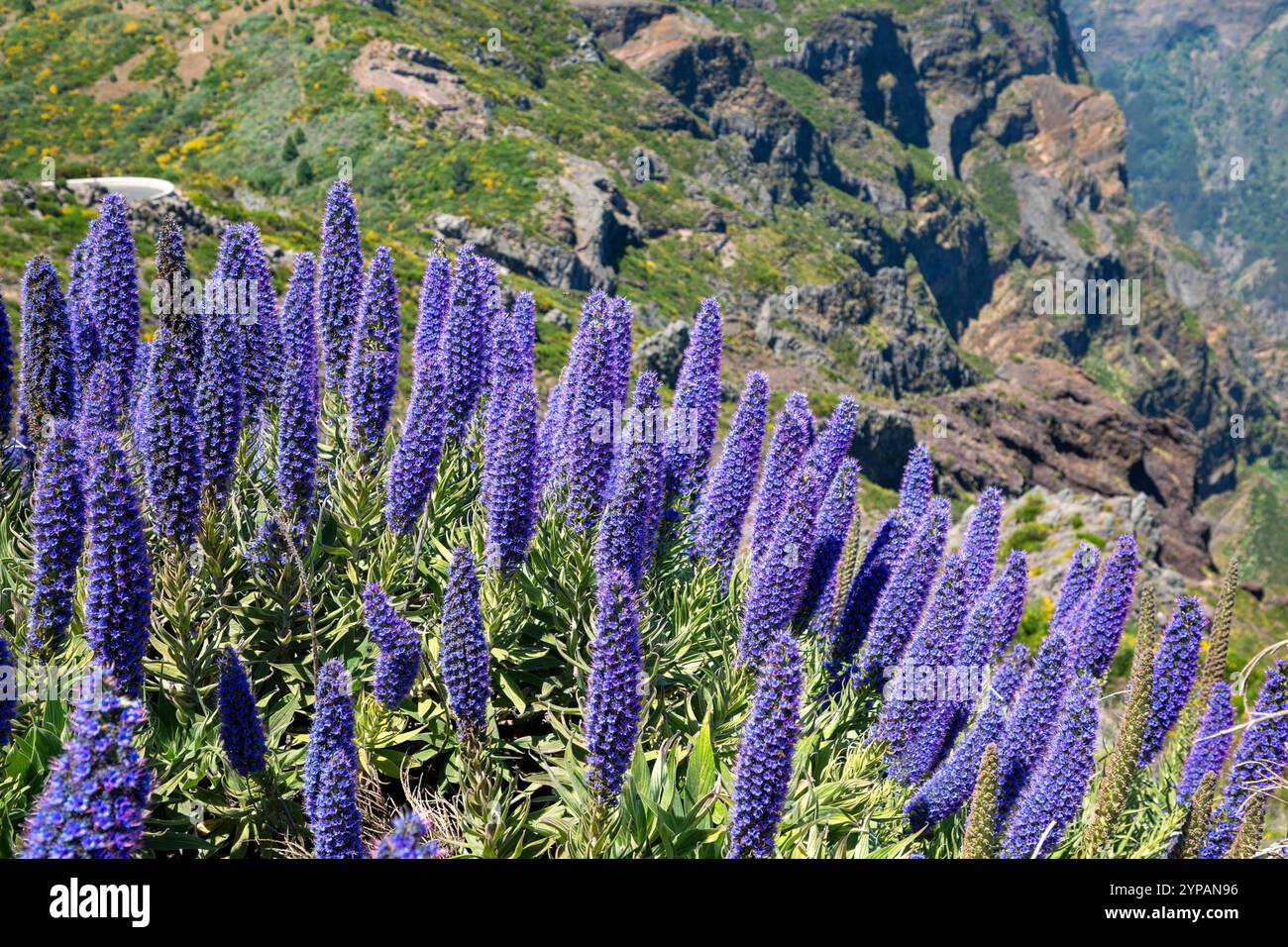 pride of Madeira, tower of jewels (Echium candicans, Echium fastuosum ...