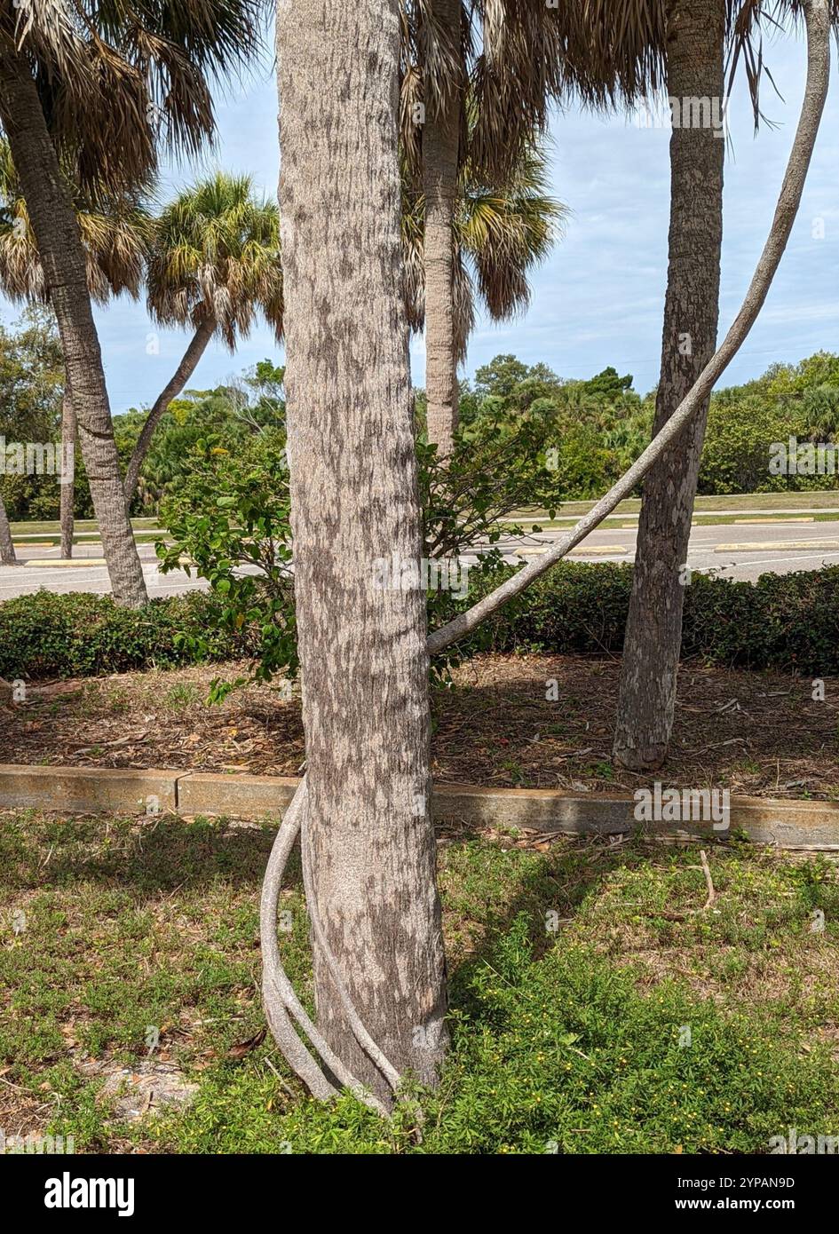 Florida Strangler Fig (Ficus aurea Stock Photo - Alamy
