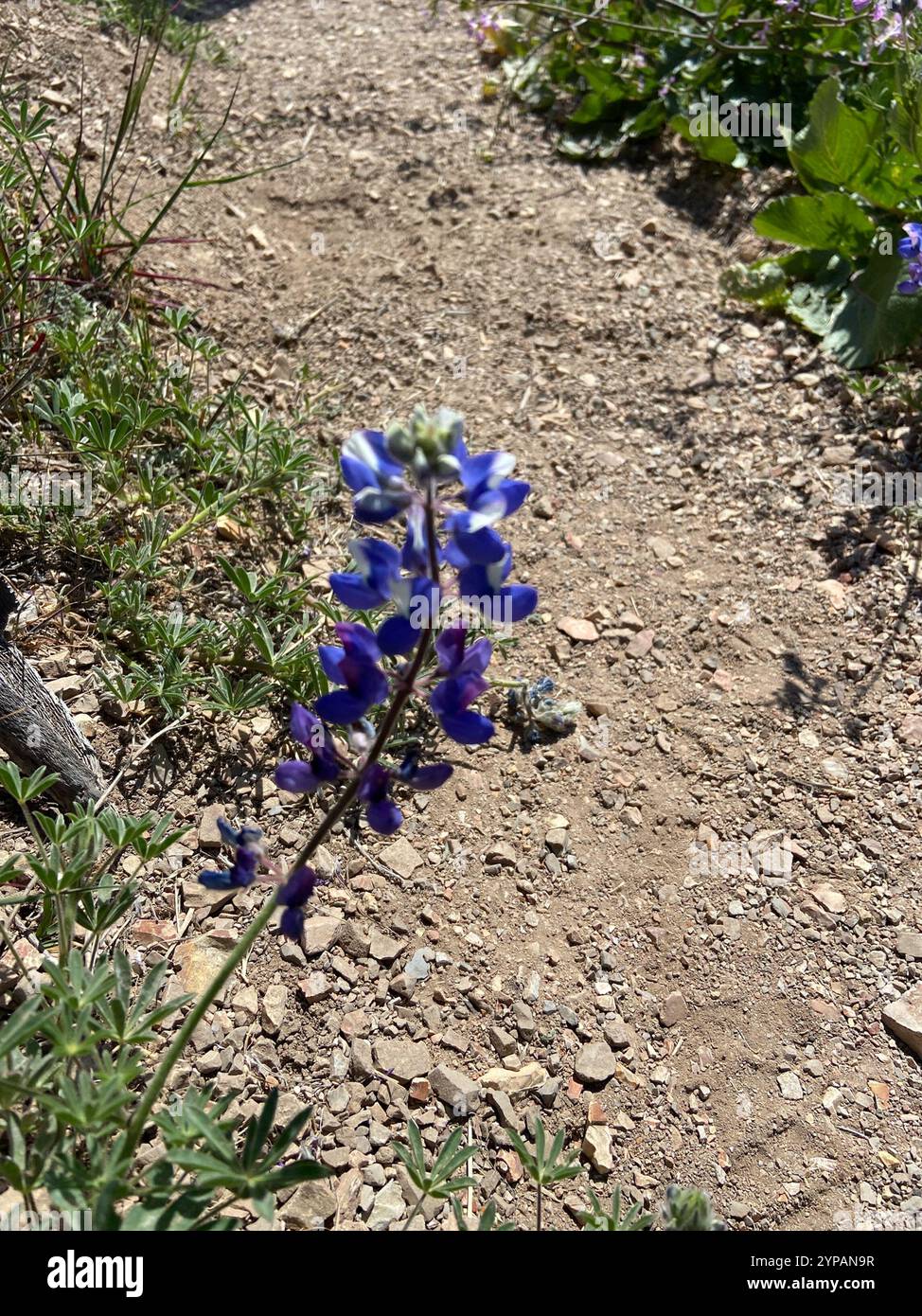 Sky Lupine (Lupinus nanus Stock Photo - Alamy
