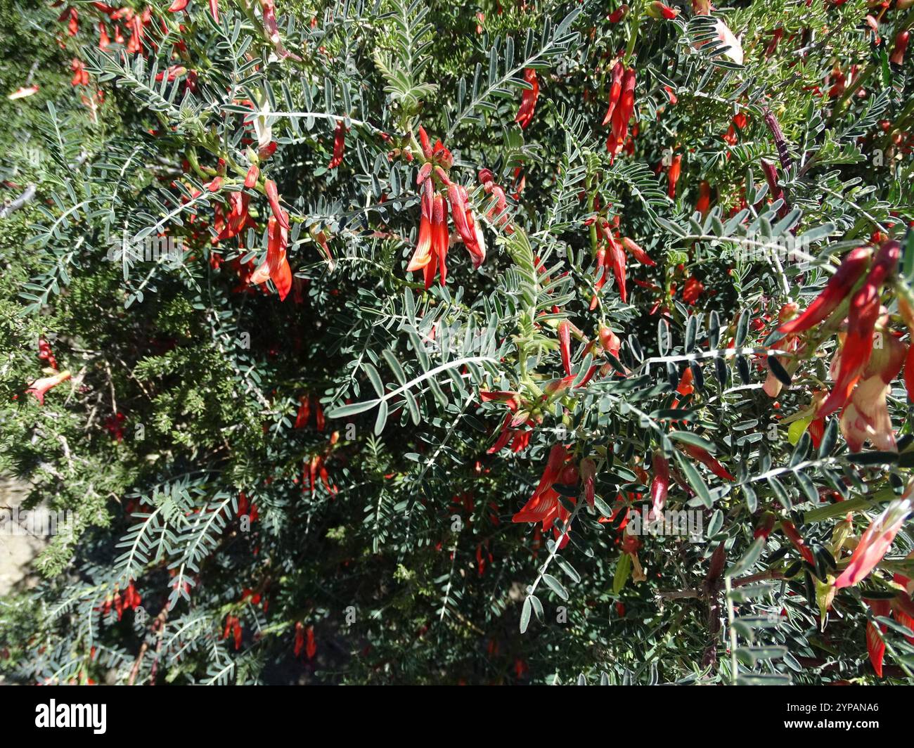 cancer bush (Lessertia frutescens Stock Photo - Alamy