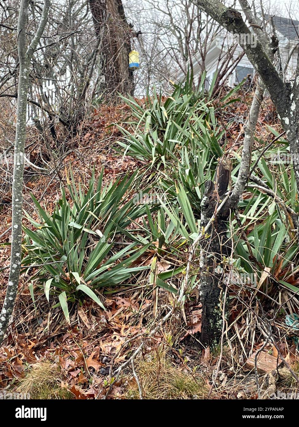 common yucca (Yucca filamentosa Stock Photo - Alamy