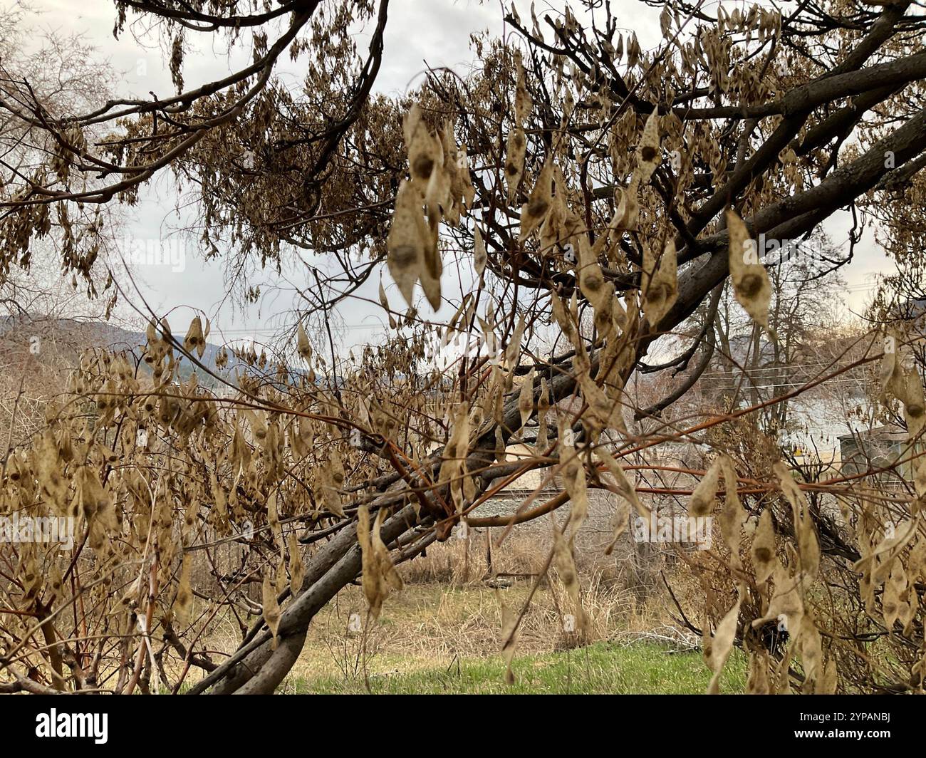 tree-of-heaven (Ailanthus altissima Stock Photo - Alamy