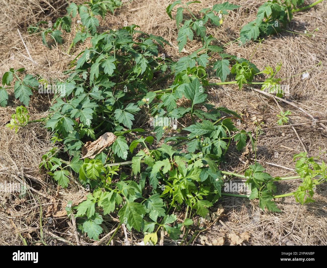 Lesser Balloon Vine (Cardiospermum halicacabum Stock Photo - Alamy