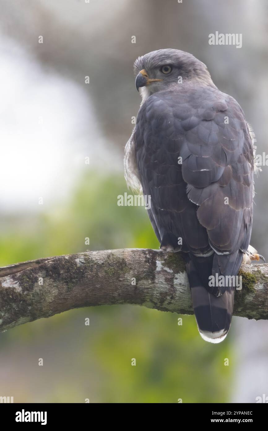 southern banded snake eagle (Circaetus fasciolatus), sitting on a ...