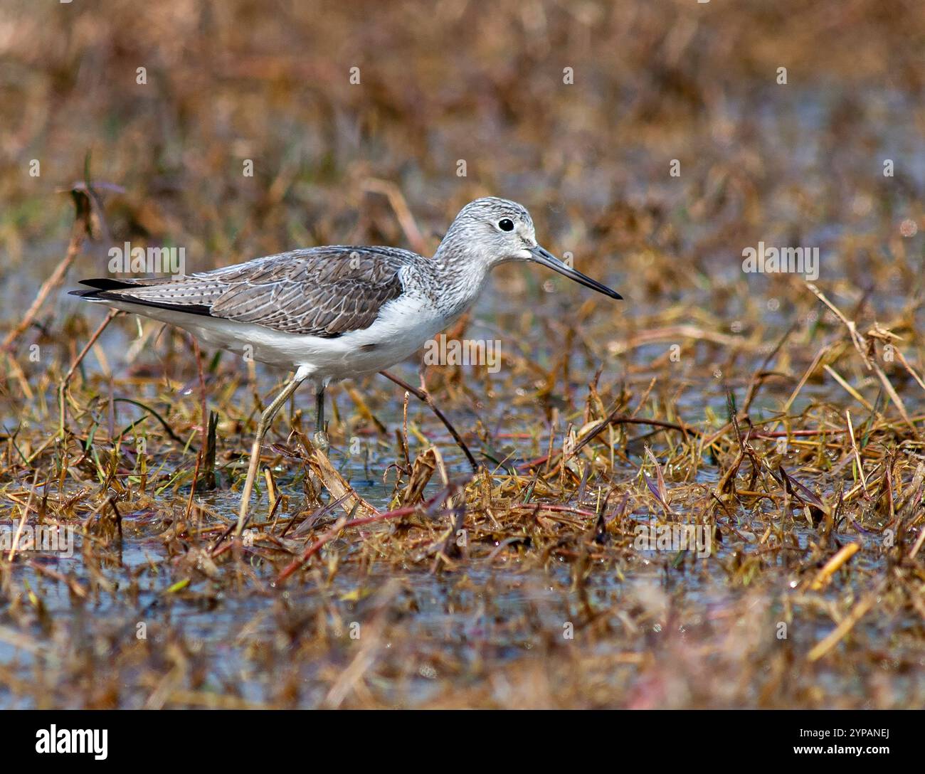 common greenshank (Tringa nebularia), runs in the swamp, India Stock ...