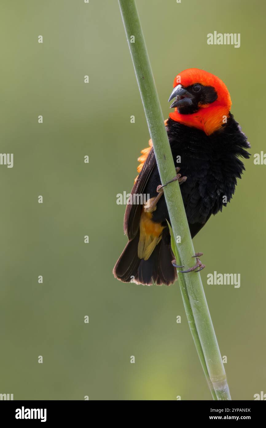 Red-crowned bishop, Black-winged red bishop (Euplectes hordeaceus ...