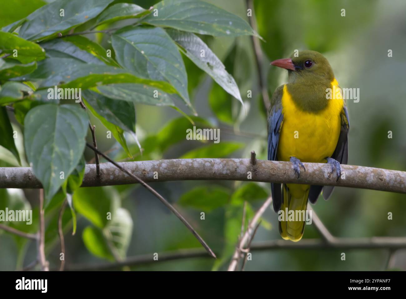 green-headed oriole (Oriolus chlorocephalus), sitting on a branch ...
