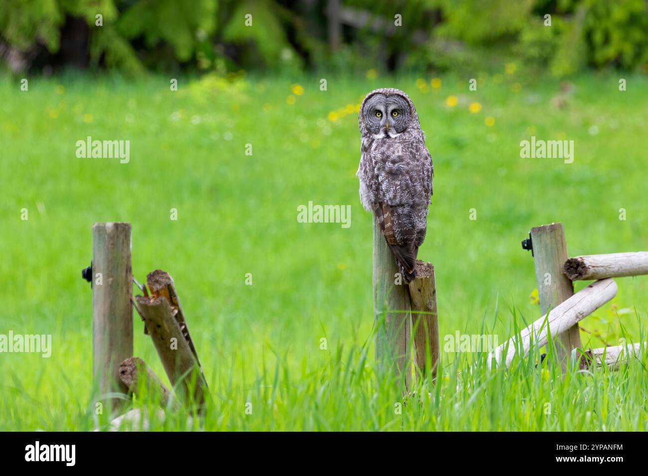 great grey owl, great gray owl; spectral owl, Lapland owl, spruce owl ...