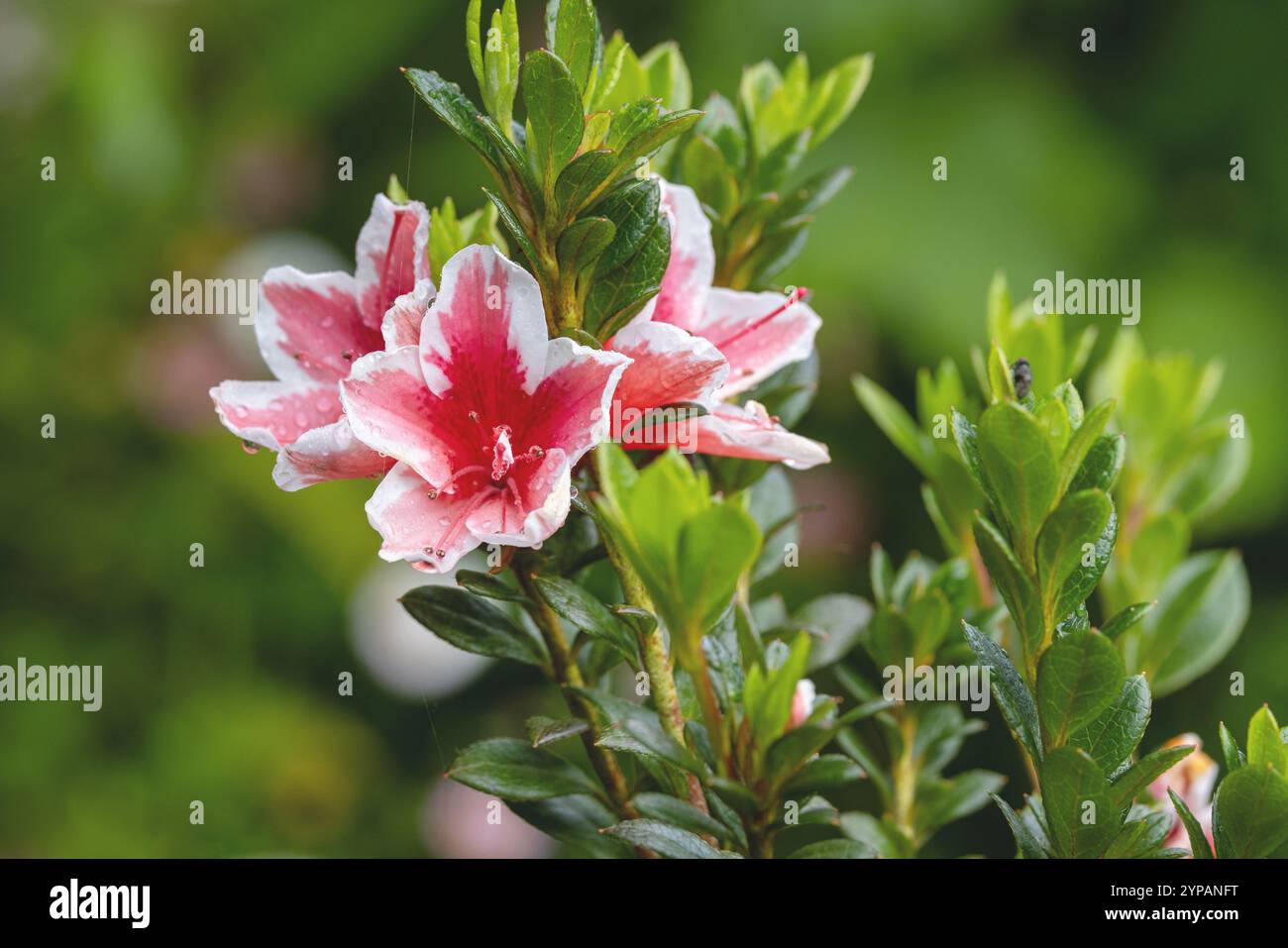 azalea (Rhododendron indicum), branch with flowers, Madeira Stock Photo ...