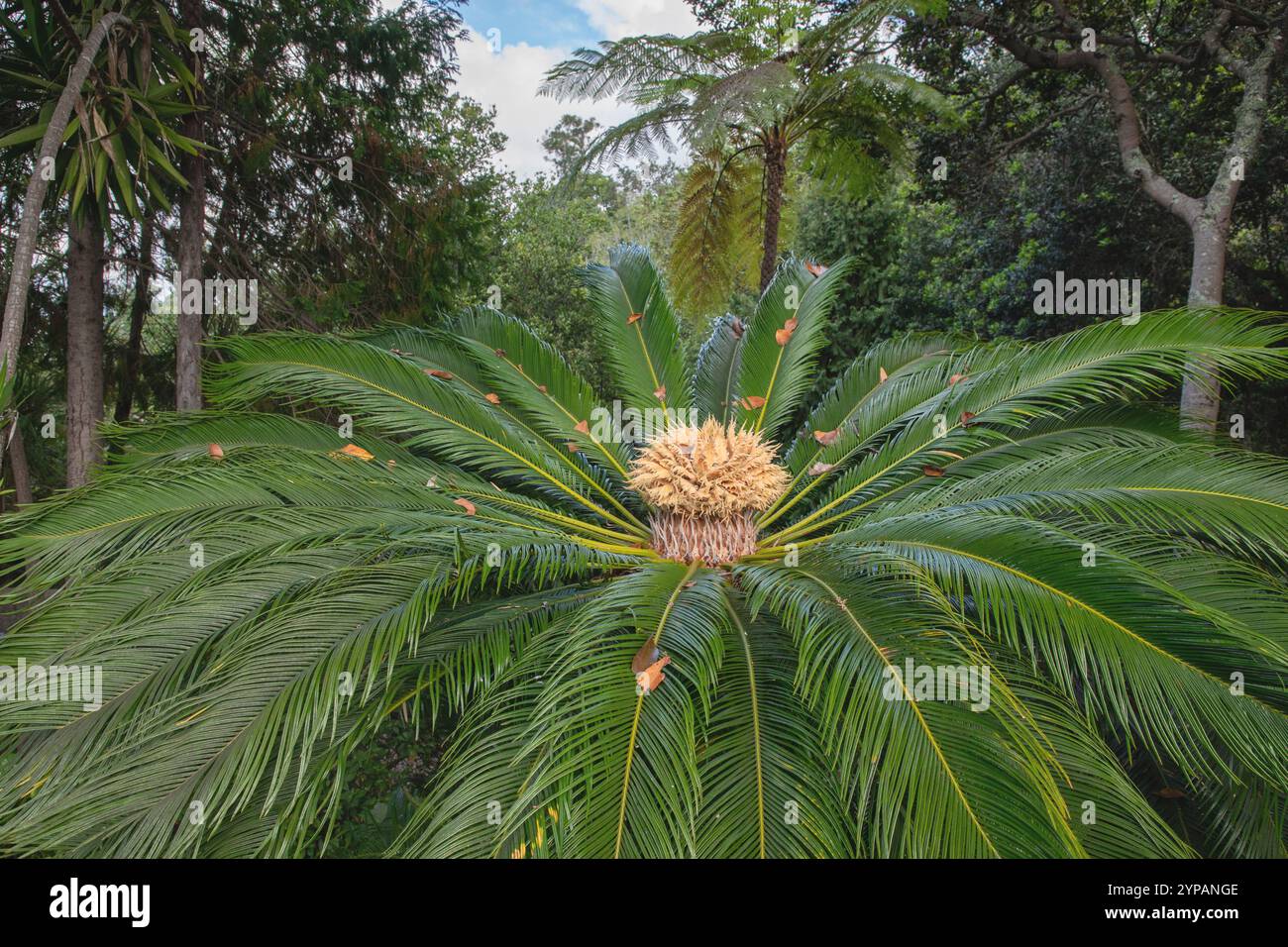 sago palm (Cycas revoluta), female inflorescence, Madeira Stock Photo ...