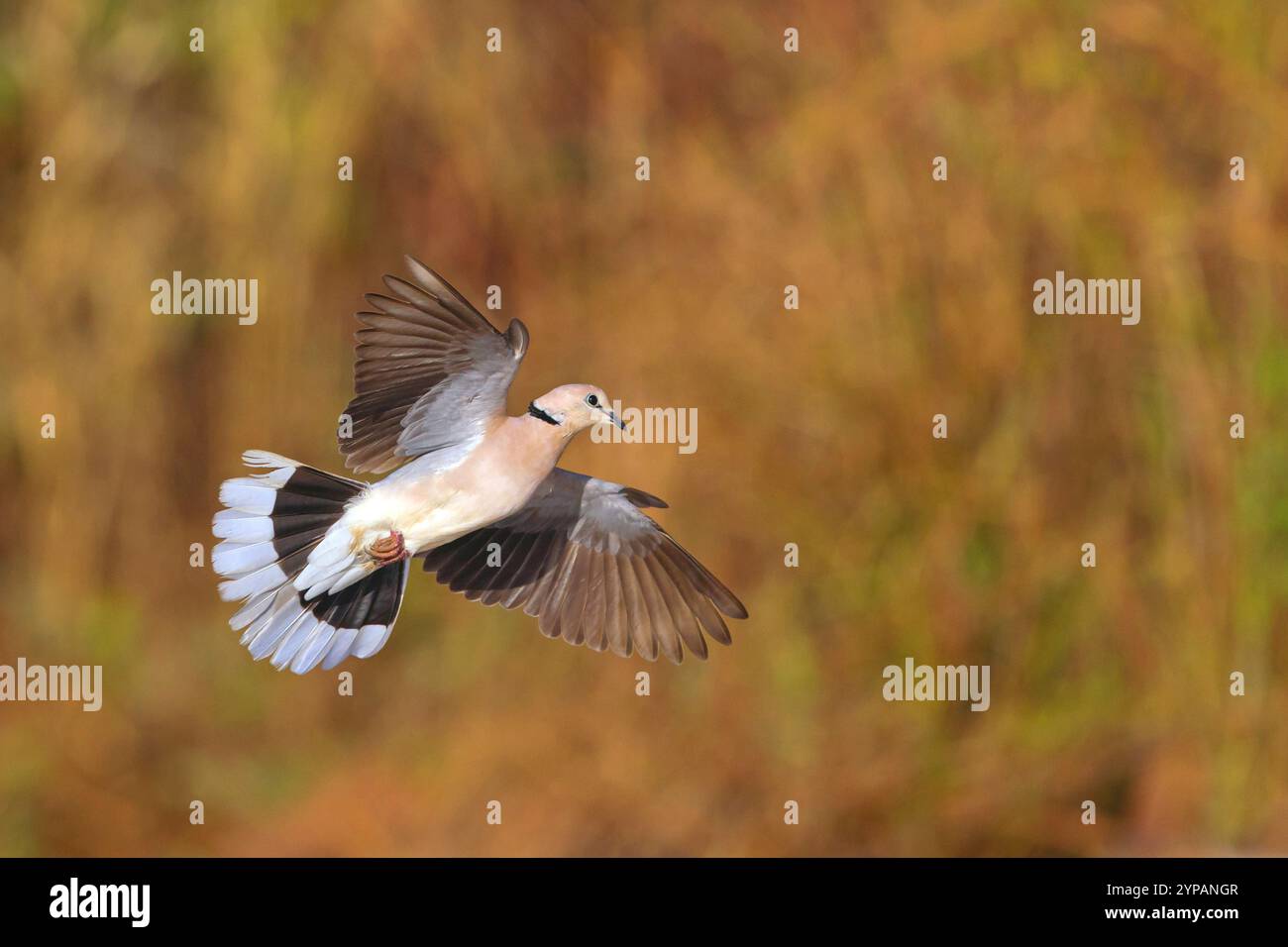 Vinaceous dove (Streptopelia vinacea), in flight, side view, Gambia ...