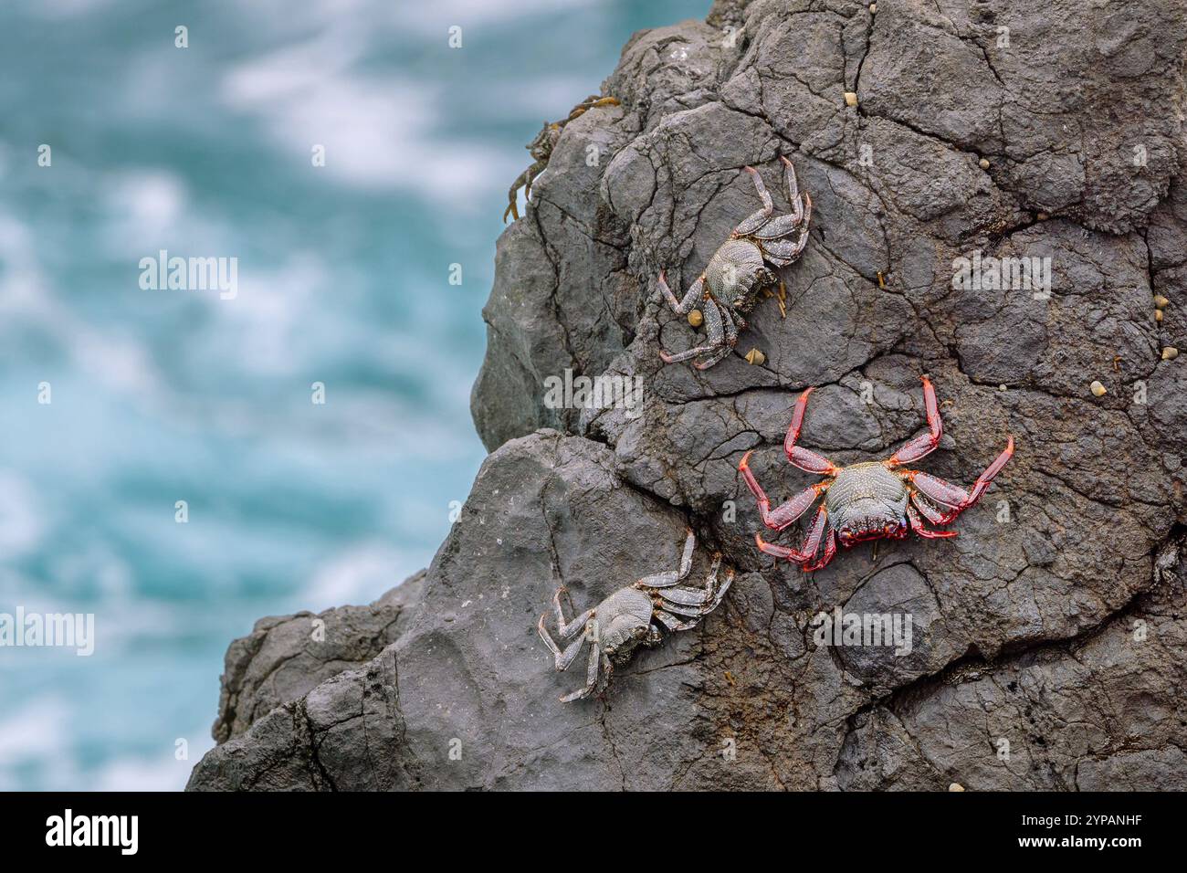 Eastern Atlantic Sally lightfoot crab, Mottled shore crab (Grapsus ...
