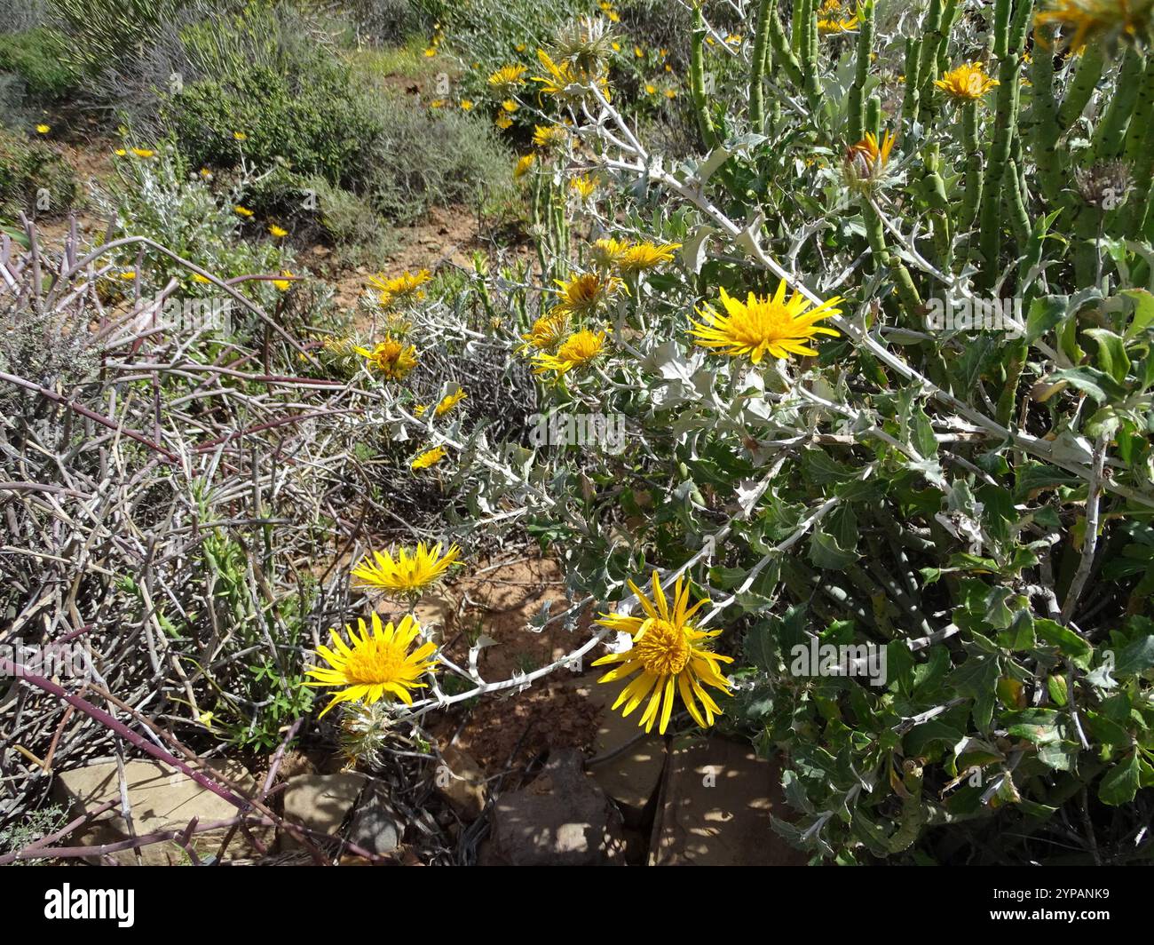 Grey African Thistle (Berkheya fruticosa Stock Photo - Alamy
