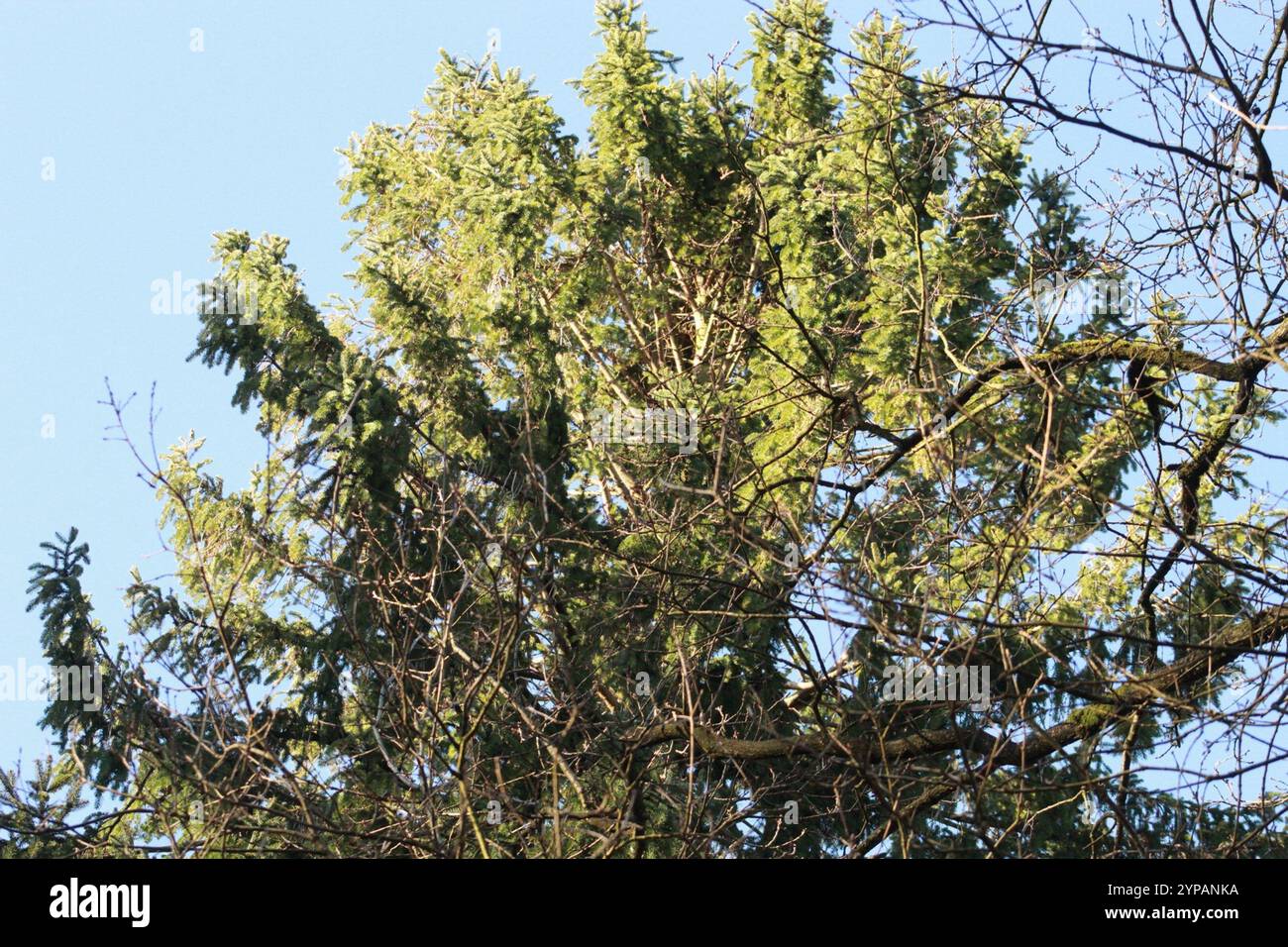 pines, spruces, larches, and allies (Pinoideae Stock Photo - Alamy