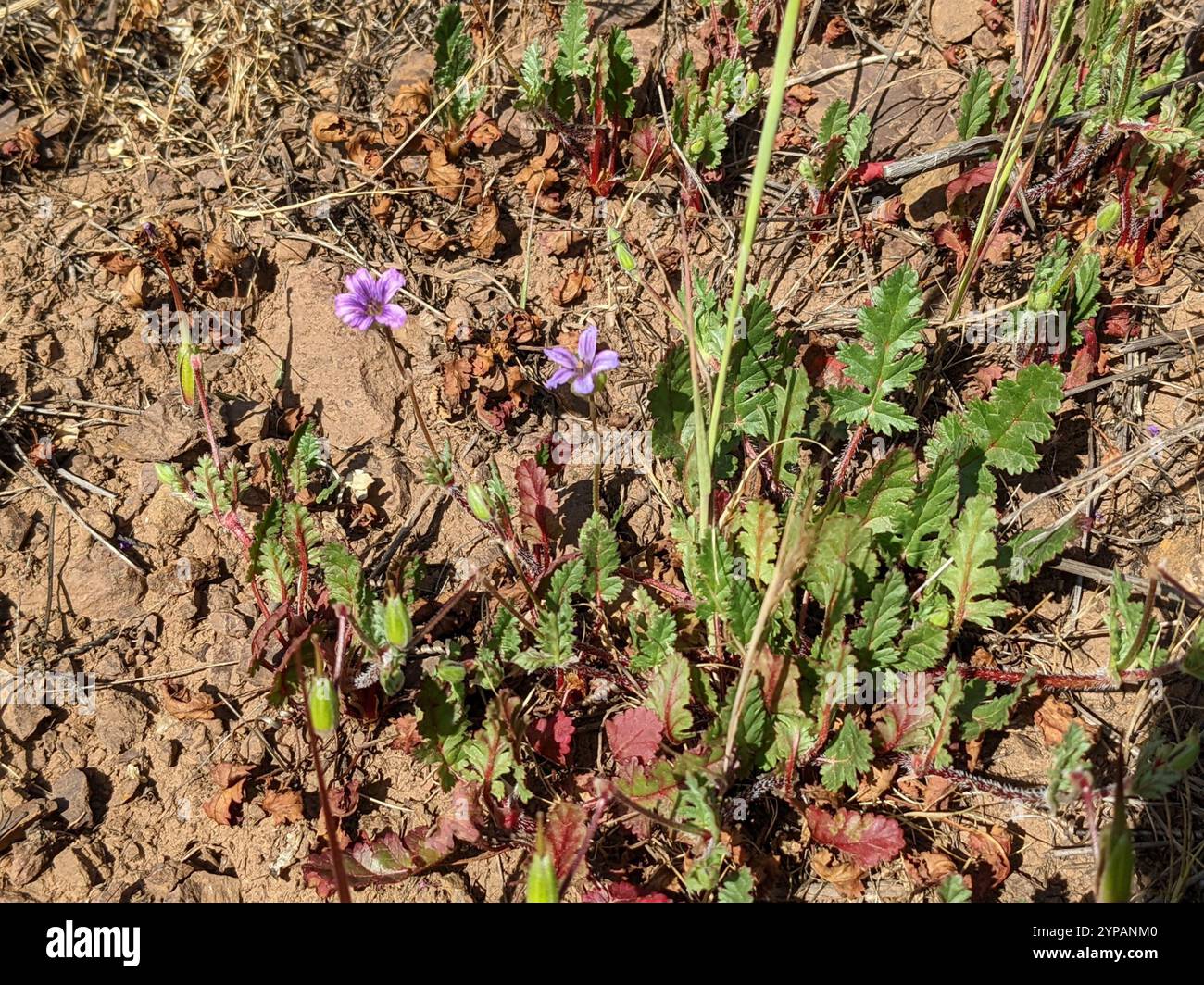 Mediterranean Stork's-bill (Erodium botrys Stock Photo - Alamy
