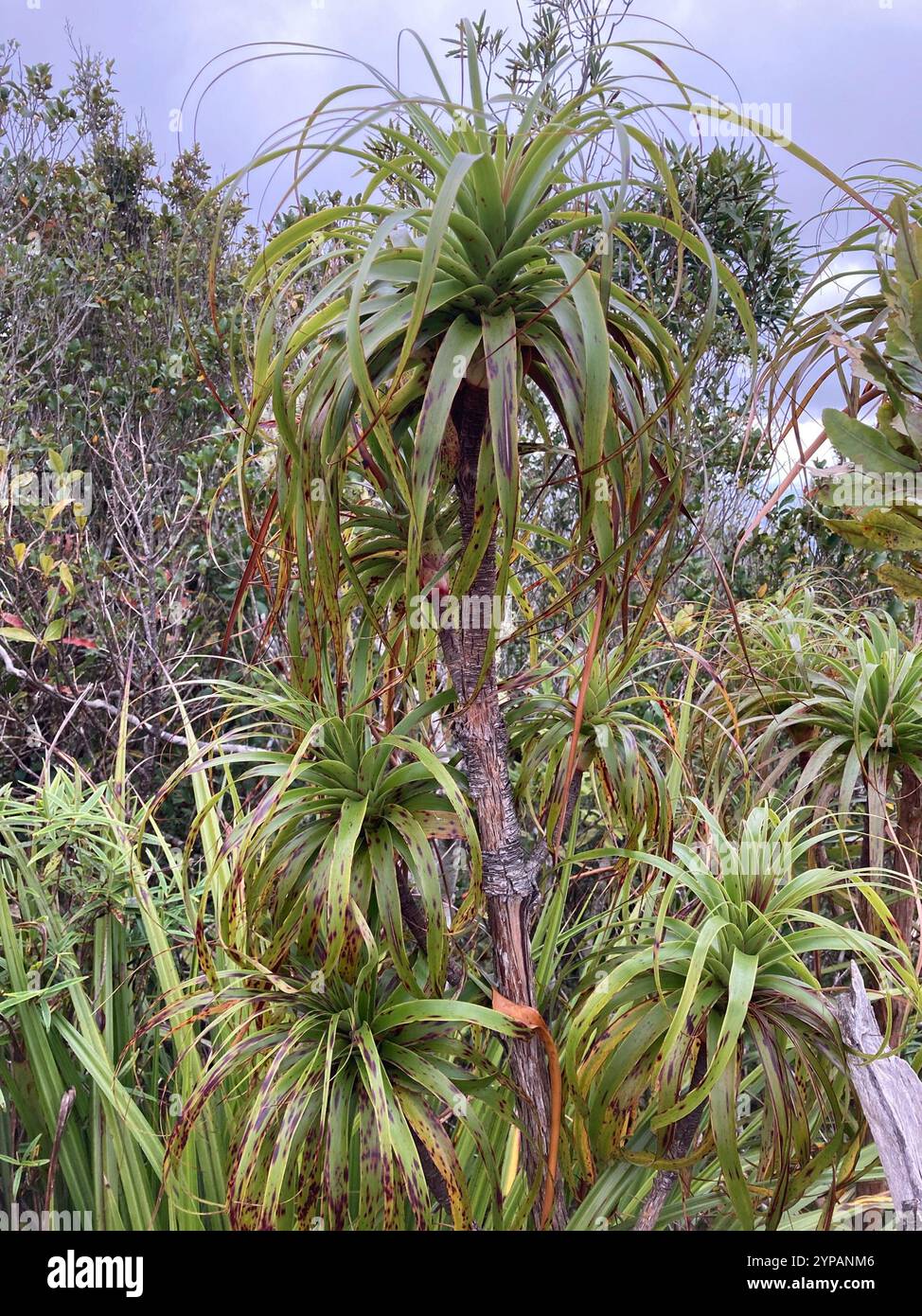 mountain neinei (Dracophyllum traversii Stock Photo - Alamy