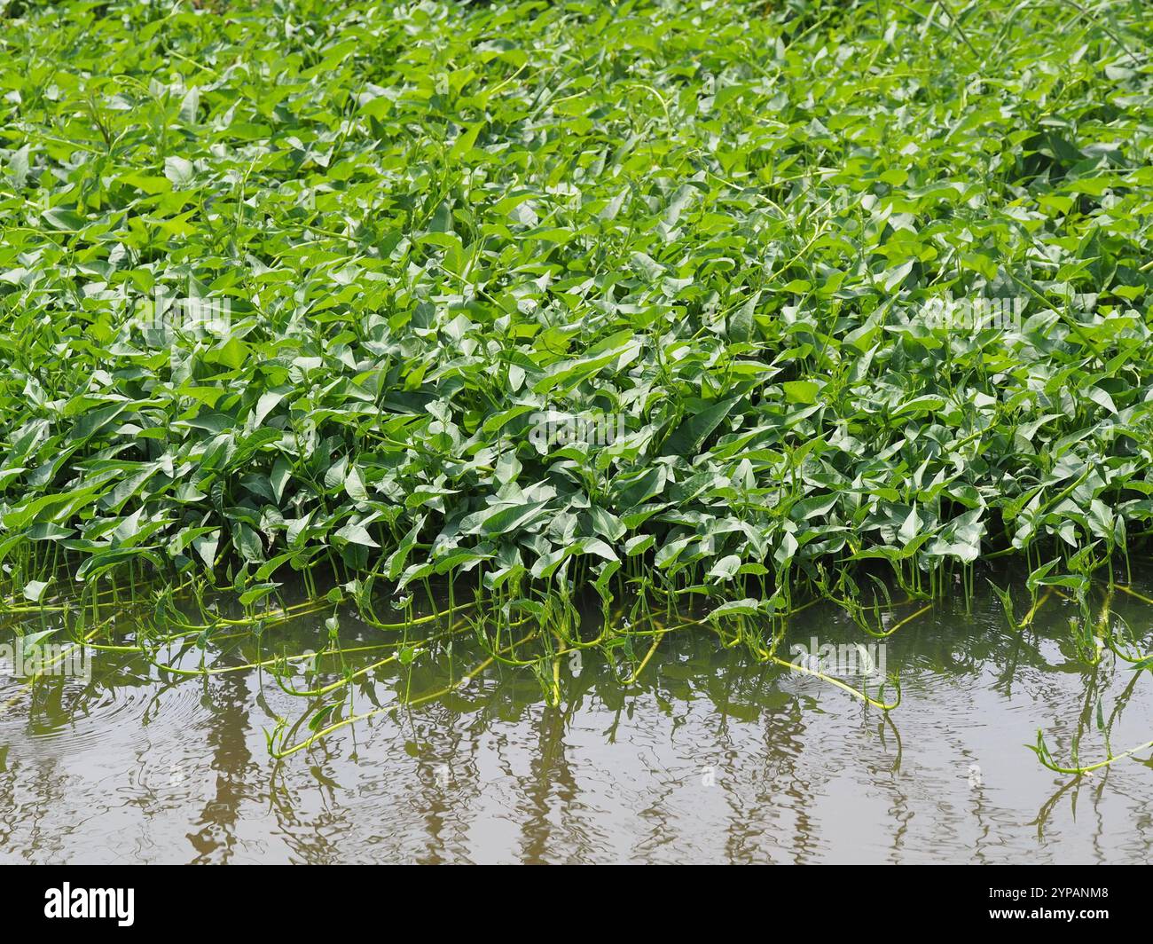 Water Morning Glory (Ipomoea aquatica Stock Photo - Alamy