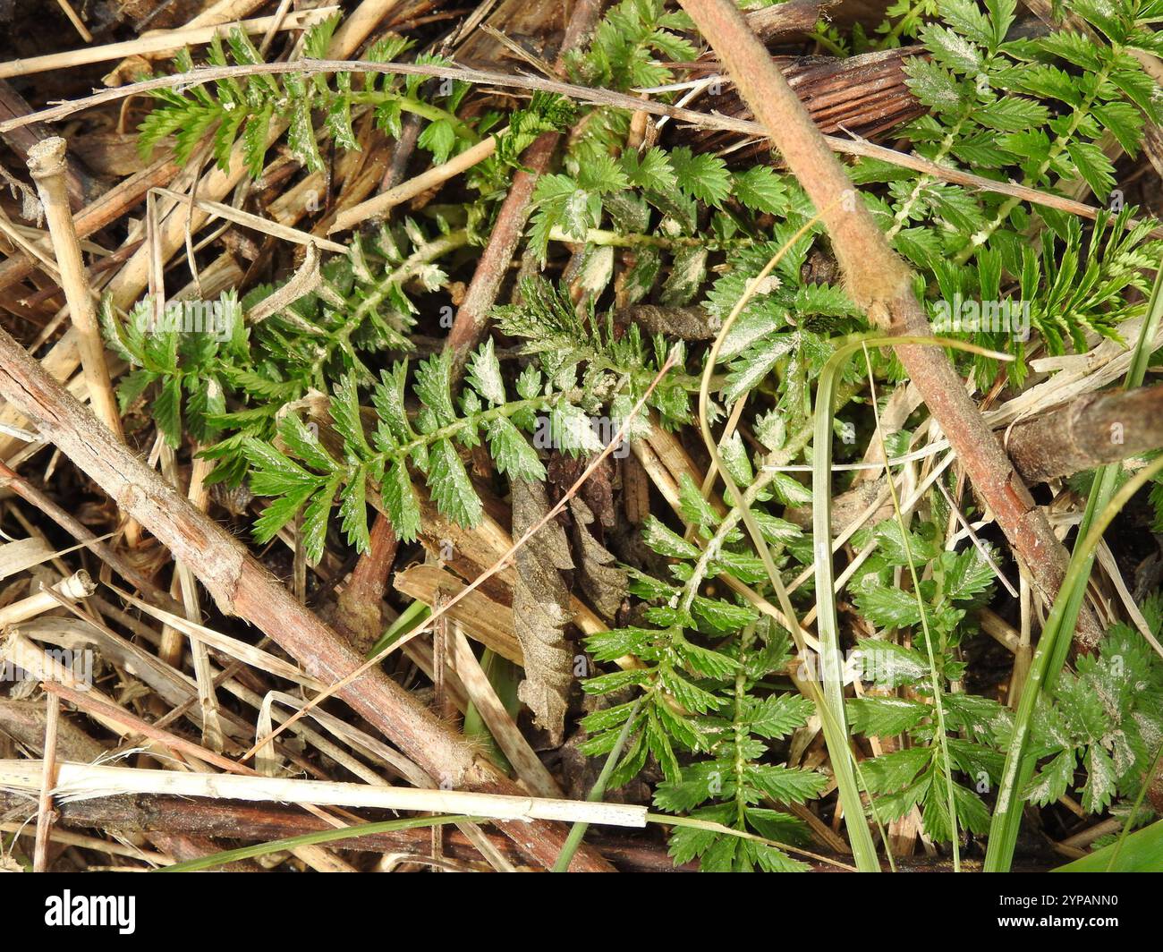swamp agrimony (Agrimonia parviflora Stock Photo - Alamy