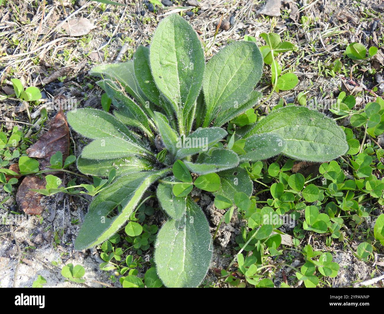 dwarf plantain (Plantago virginica Stock Photo - Alamy