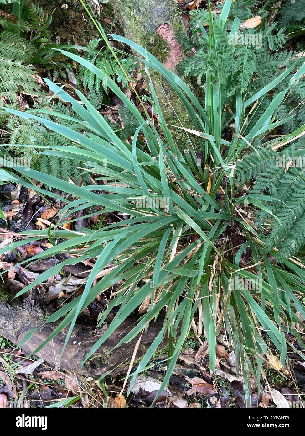 bush rice grass (Ehrharta diplax Stock Photo - Alamy