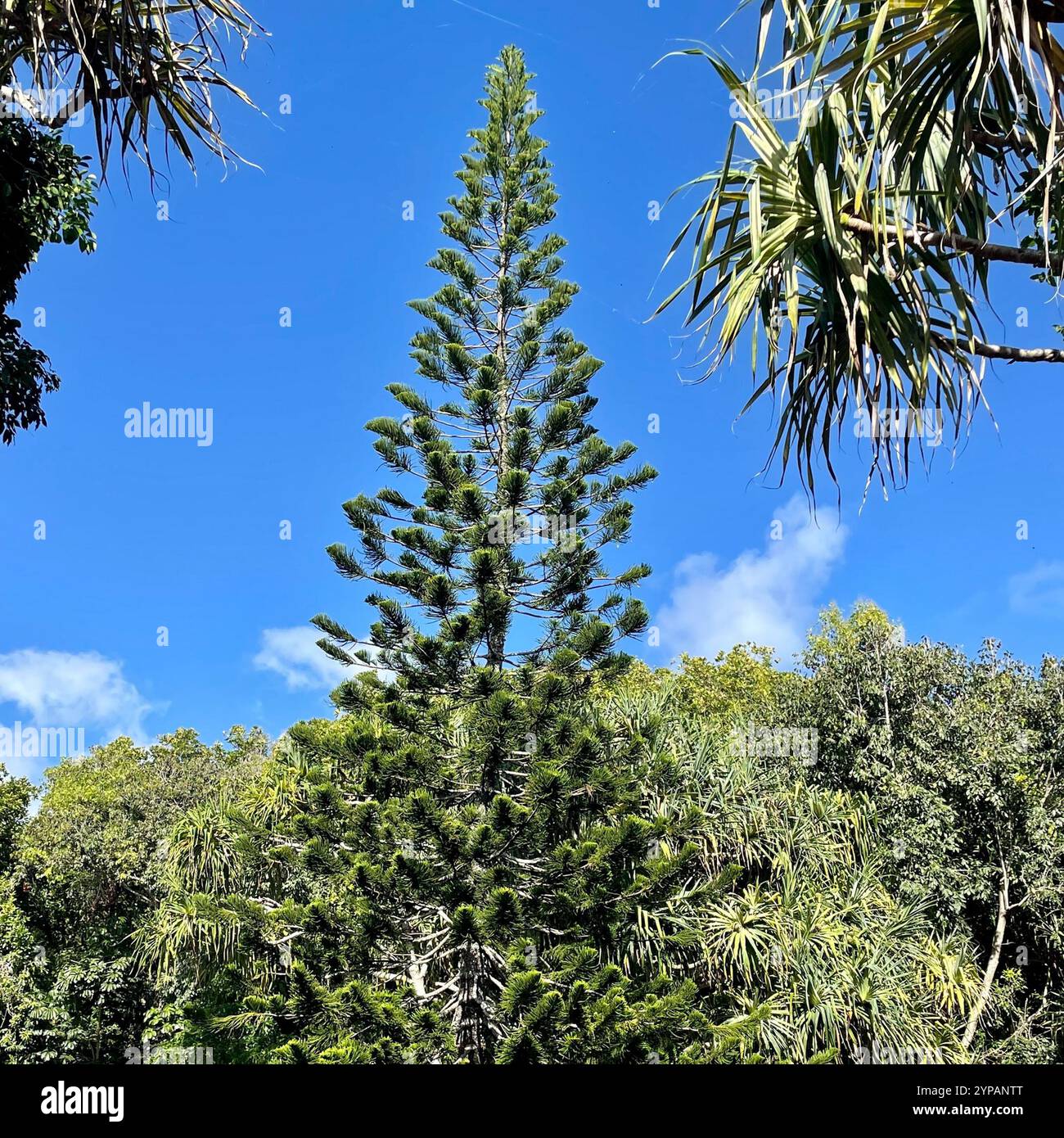 Cook pine (Araucaria columnaris Stock Photo - Alamy