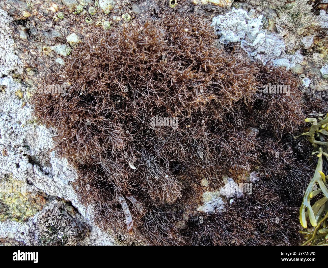 Scouring-pad alga (Endocladia muricata Stock Photo - Alamy