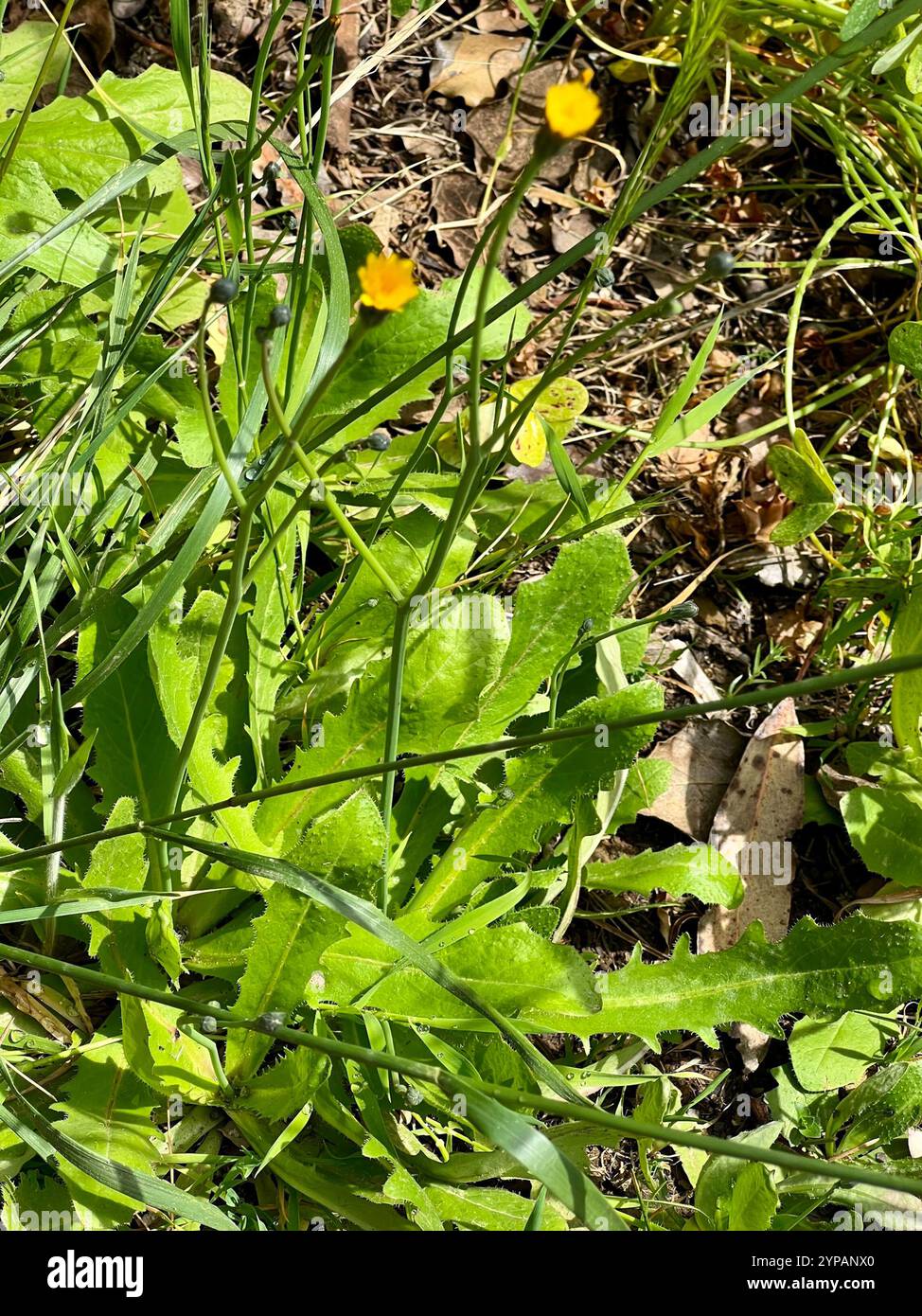 Smooth Cat's Ear (Hypochaeris glabra Stock Photo - Alamy