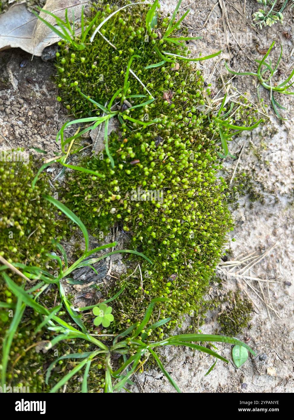 Physcomitrium hi-res stock photography and images - Alamy