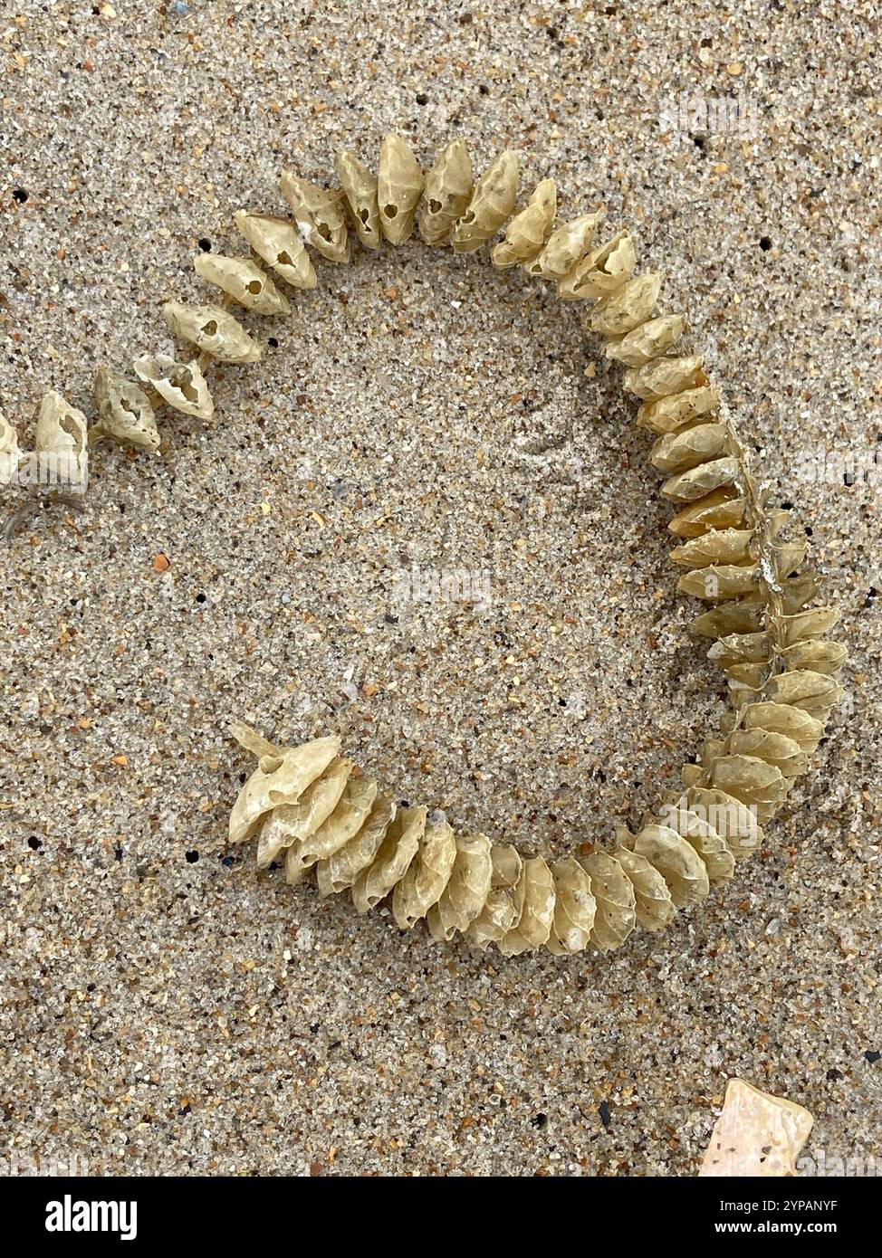 Channeled Whelk (Busycotypus canaliculatus Stock Photo - Alamy