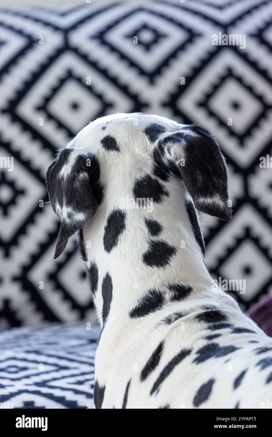 Back of head of a Dalmatian dog against a black and white background ...