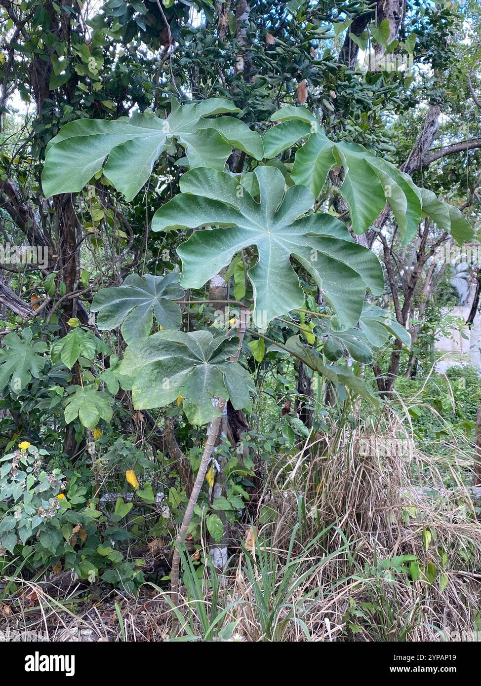 trumpet tree (Cecropia peltata Stock Photo - Alamy