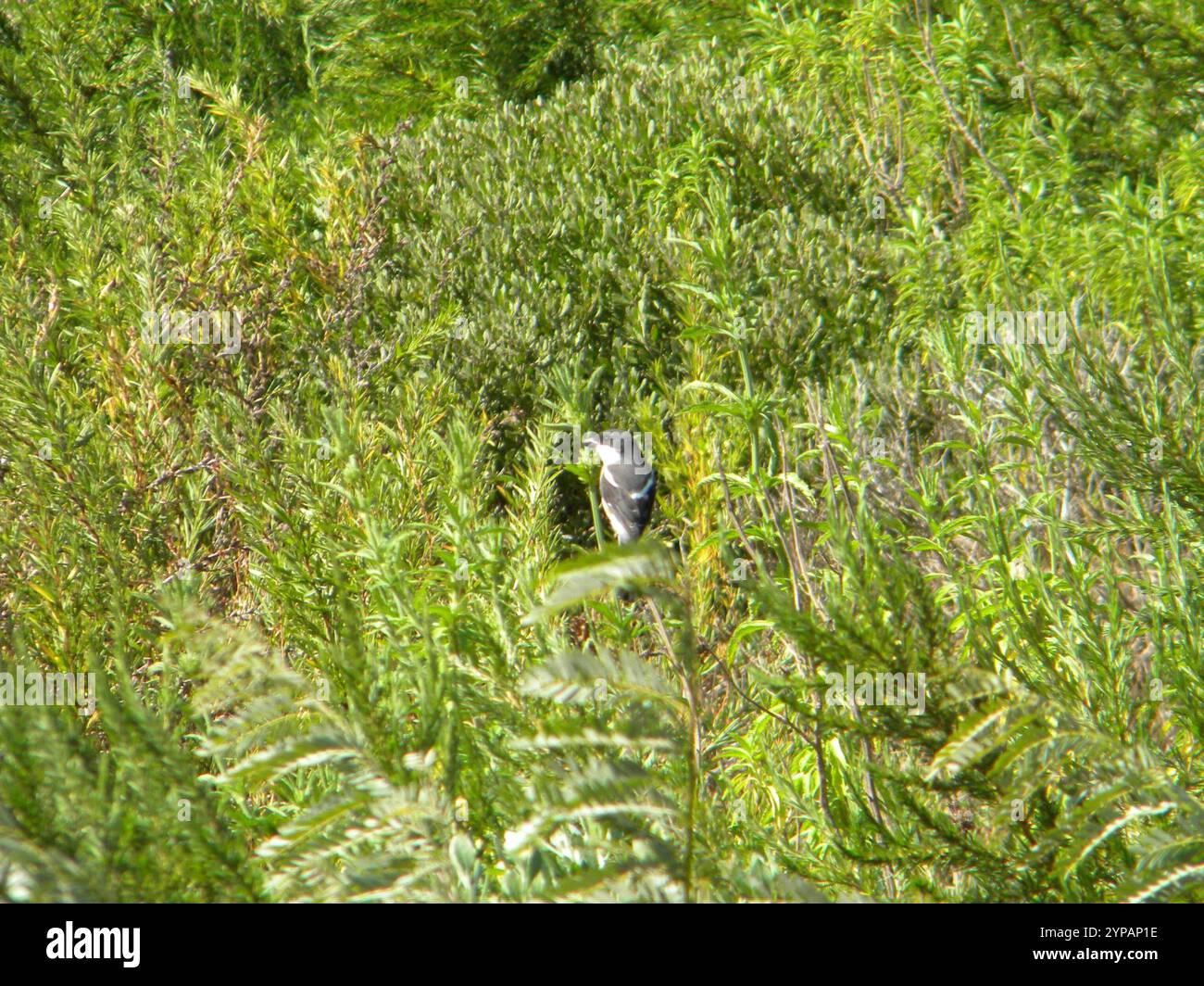 Southern Fiscal (Lanius collaris Stock Photo - Alamy