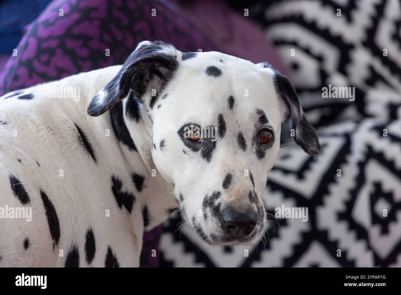 Dalmatian dog against a black and white background Stock Photo - Alamy