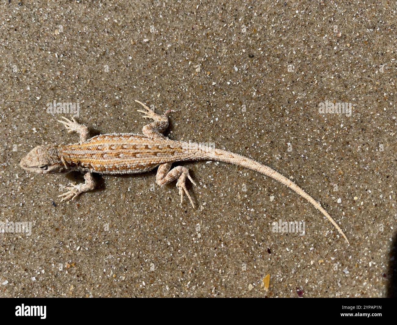 Eastern Smooth-throated Lizard (Liolaemus wiegmannii Stock Photo - Alamy