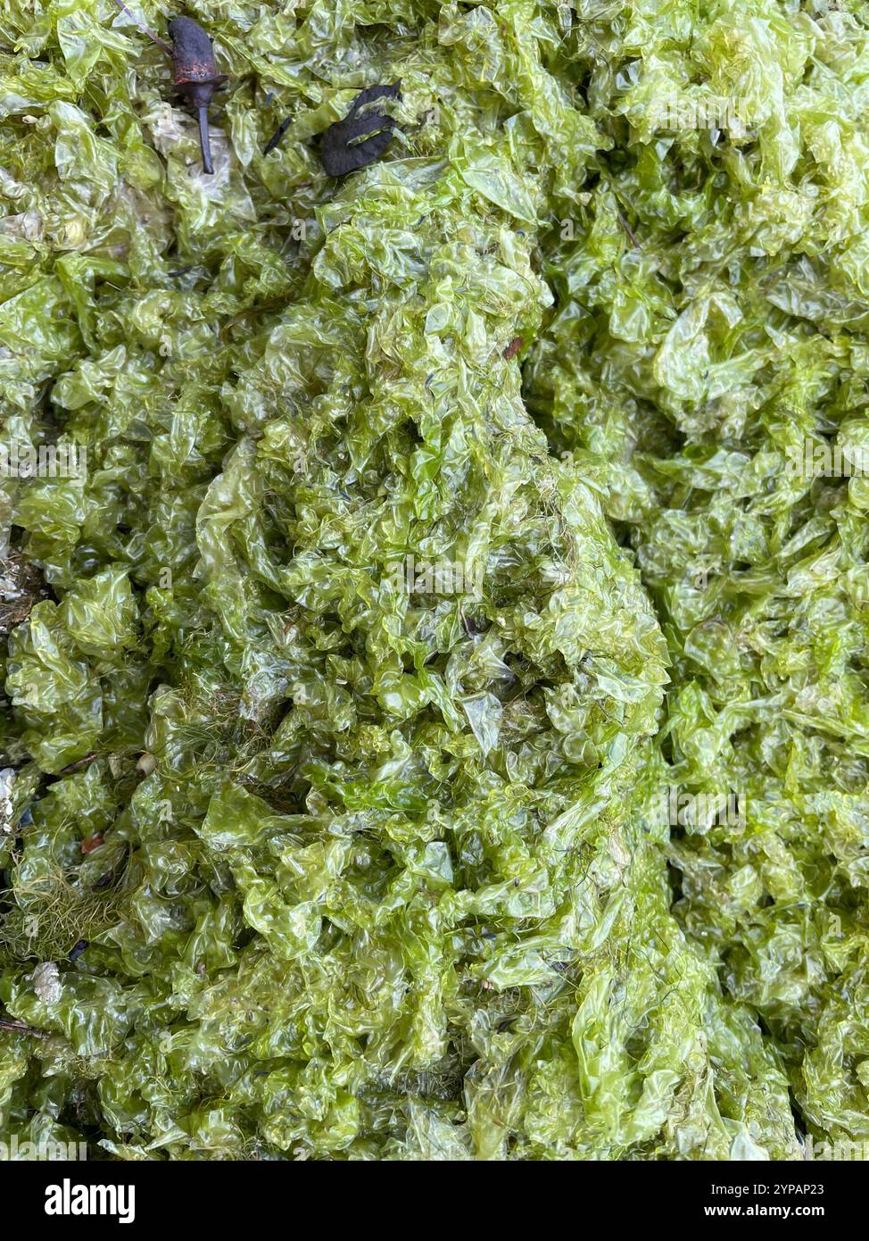 Broadleaf Sea Lettuce (Ulva lactuca Stock Photo - Alamy