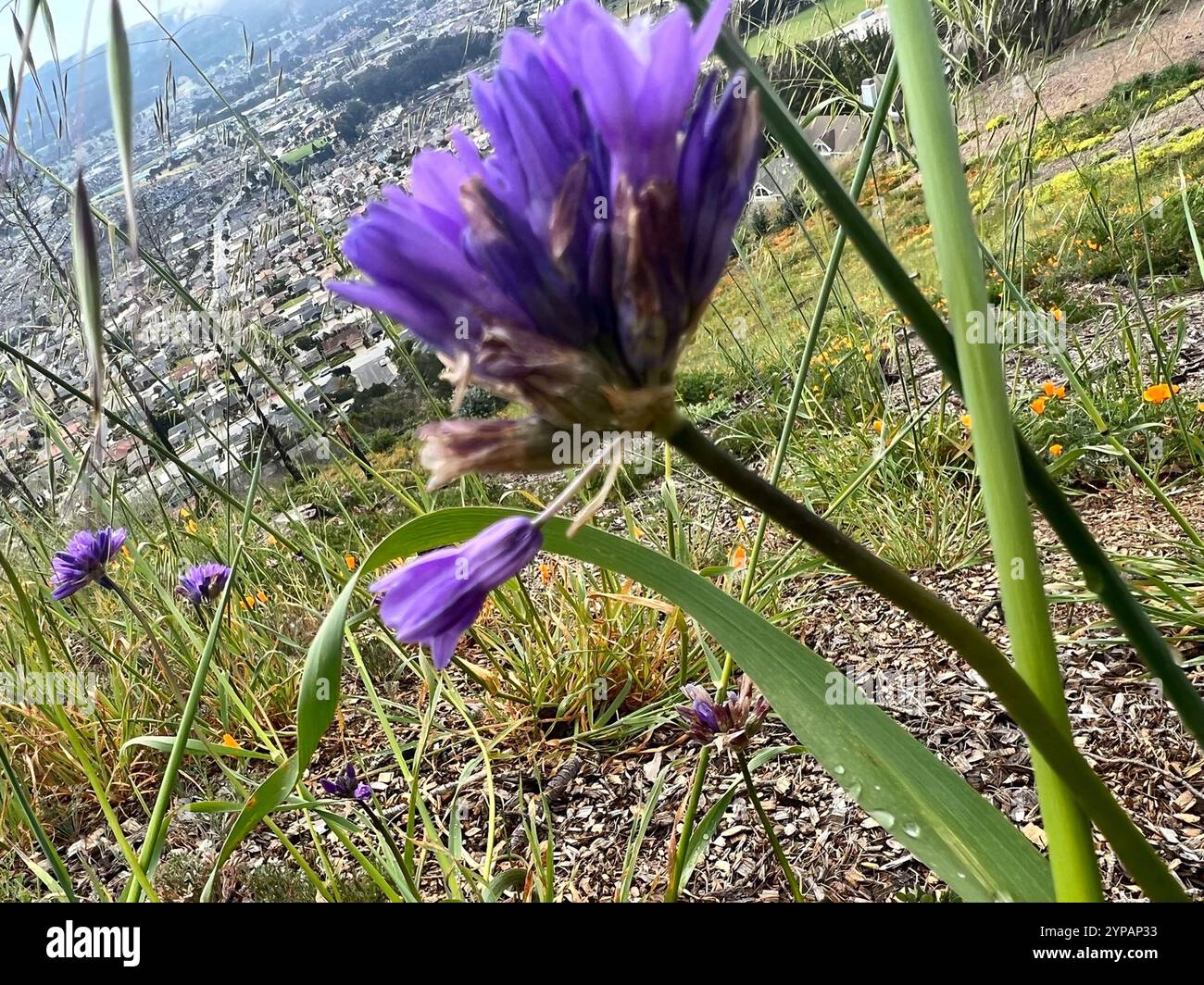 (Dipterostemon capitatus capitatus Stock Photo - Alamy