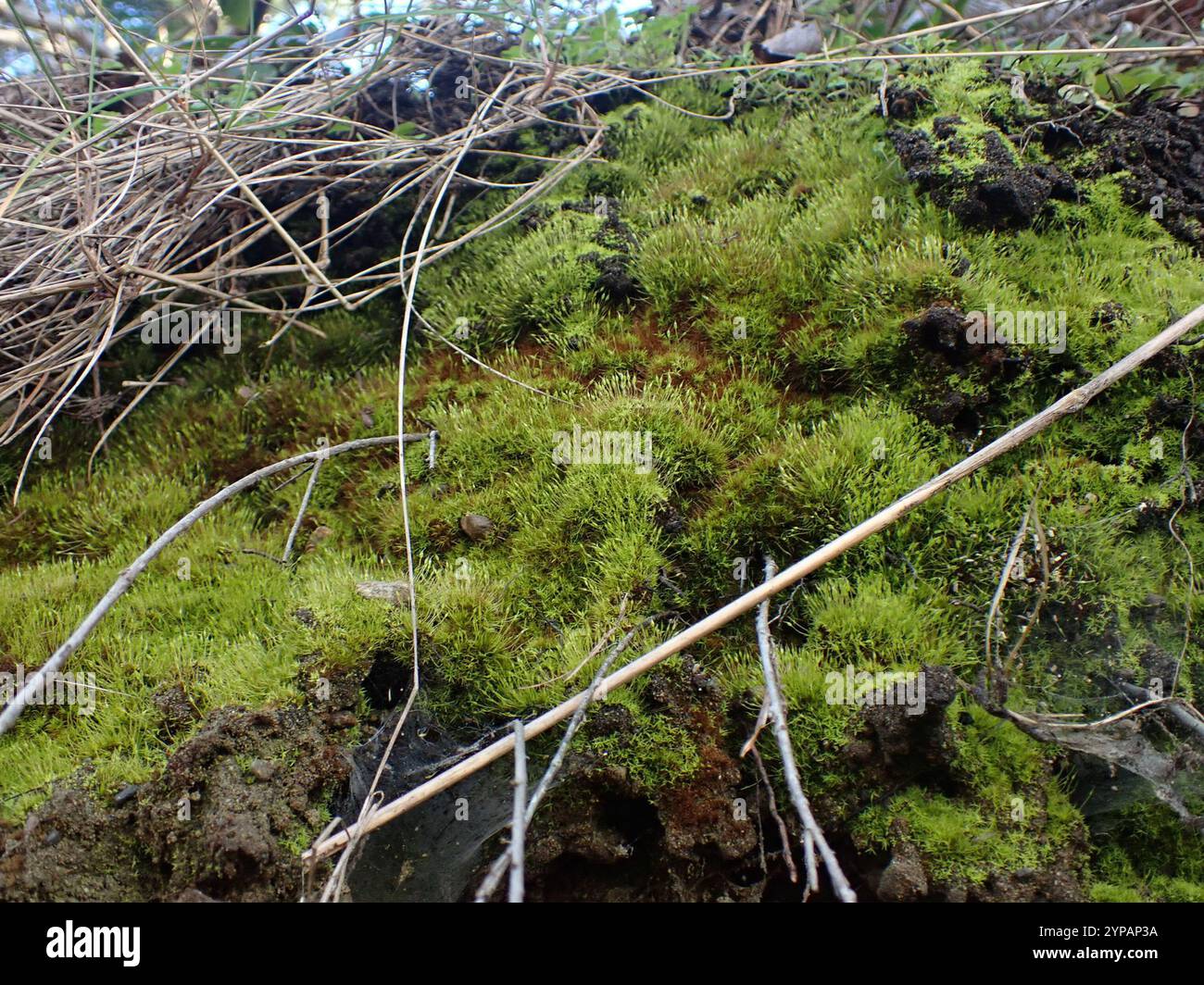 Green-tufted Stubble Moss (Weissia controversa Stock Photo - Alamy