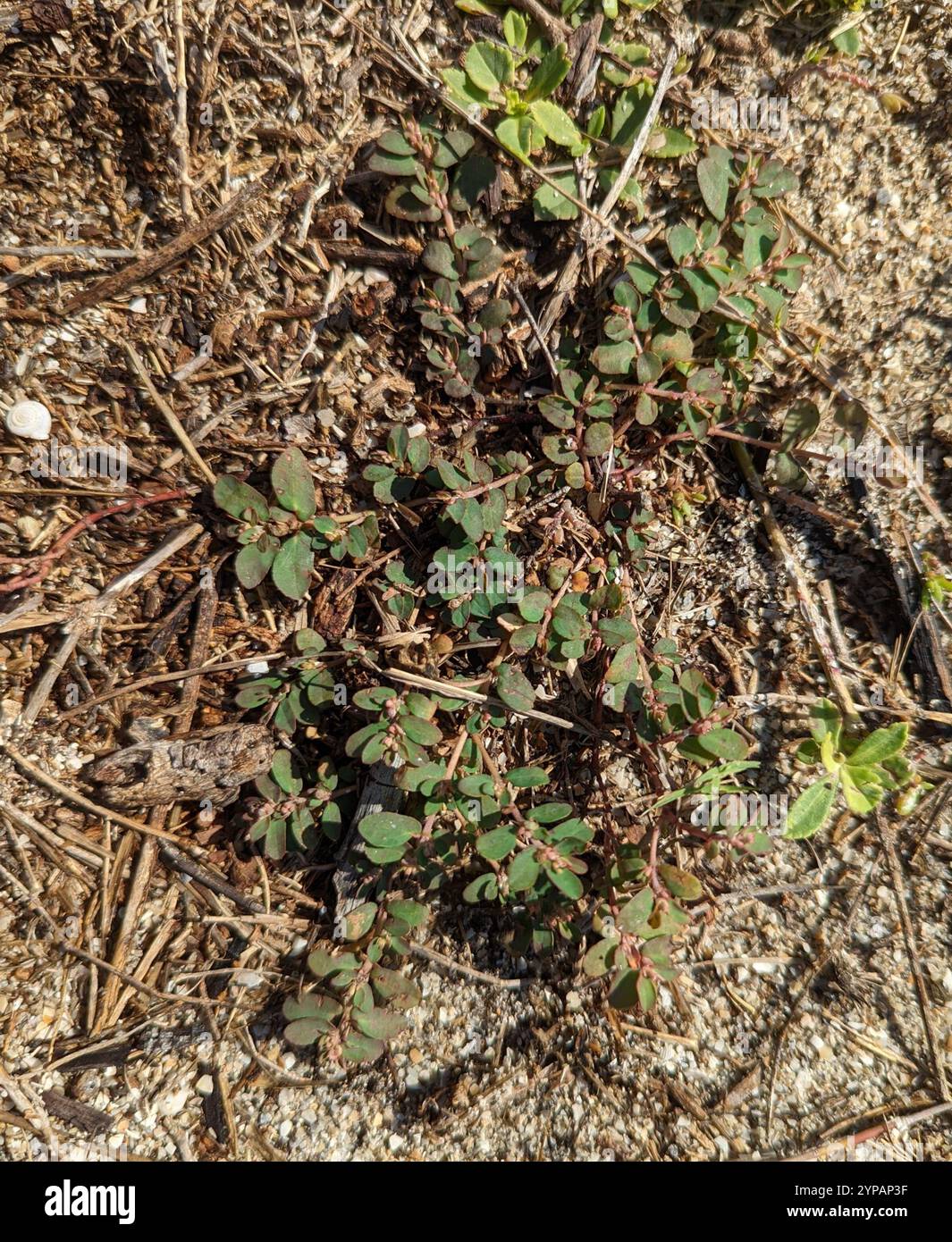 Spotted spurge (Euphorbia maculata Stock Photo - Alamy