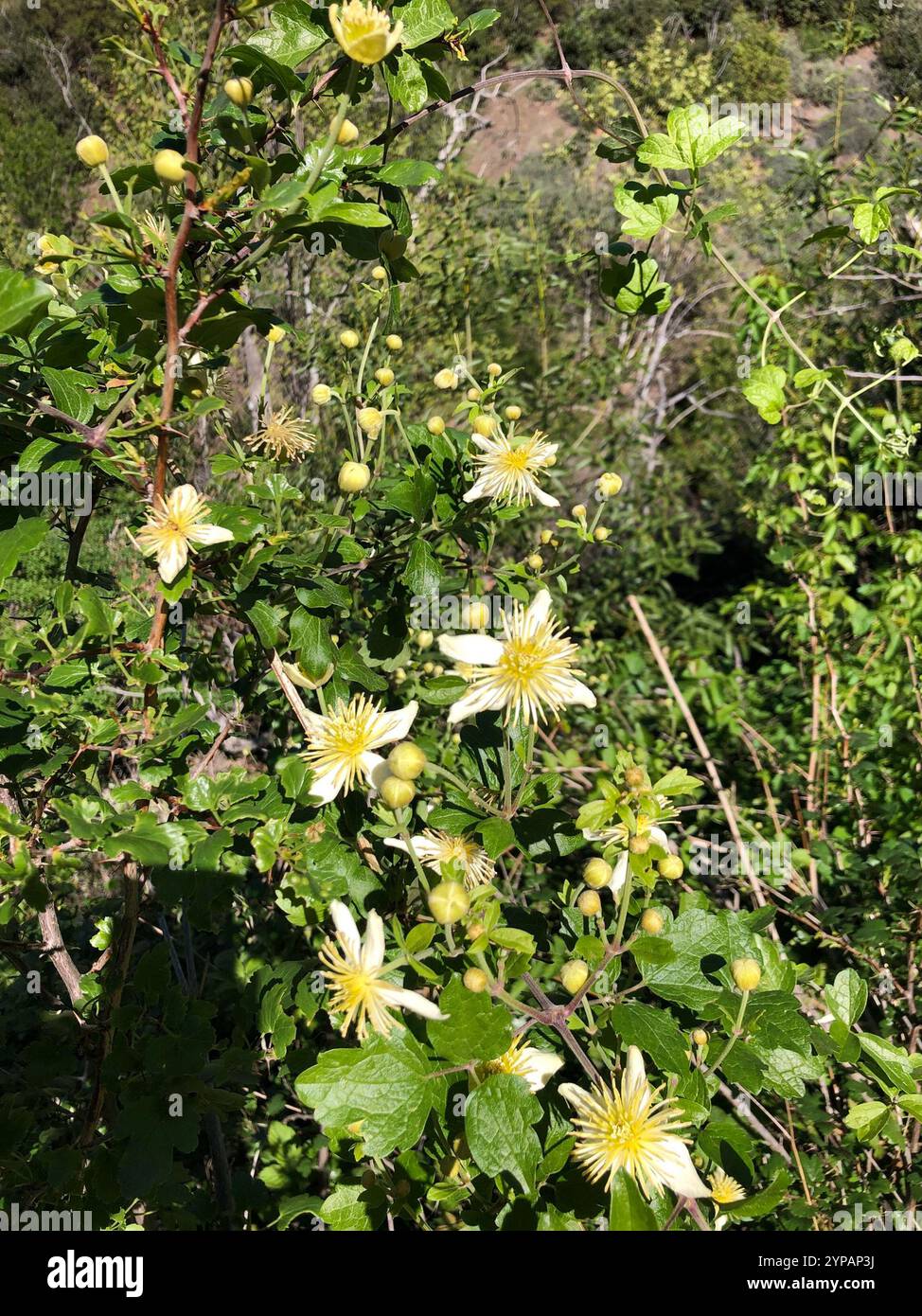Pipestem Clematis (Clematis lasiantha Stock Photo - Alamy