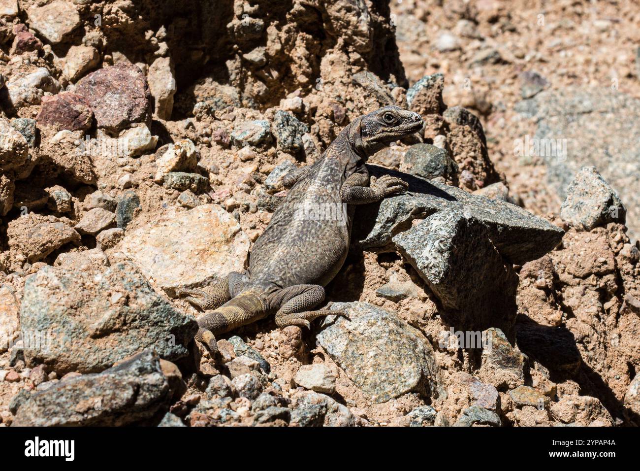Common Chuckwalla (Sauromalus ater Stock Photo - Alamy